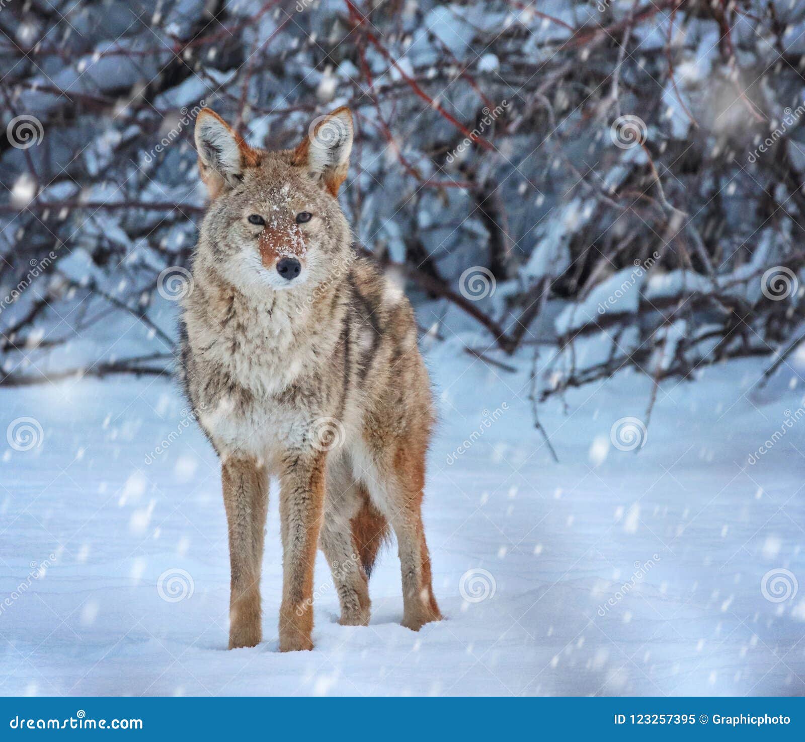 A Coyote on a Snow Covered Pond in the Middle of Winter Stock Image ...