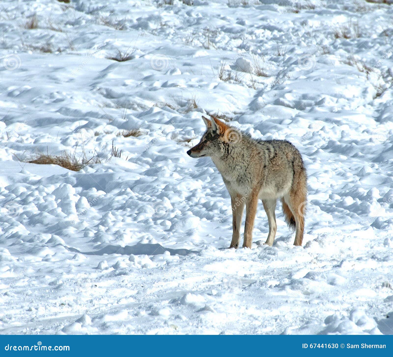 Coyote in snow hunting stock photo. Image of canis, coyotes - 67441630