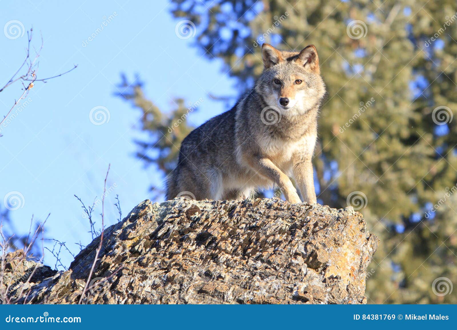 Small Coyote Sniffing The Ground At Night Stock Photography ...