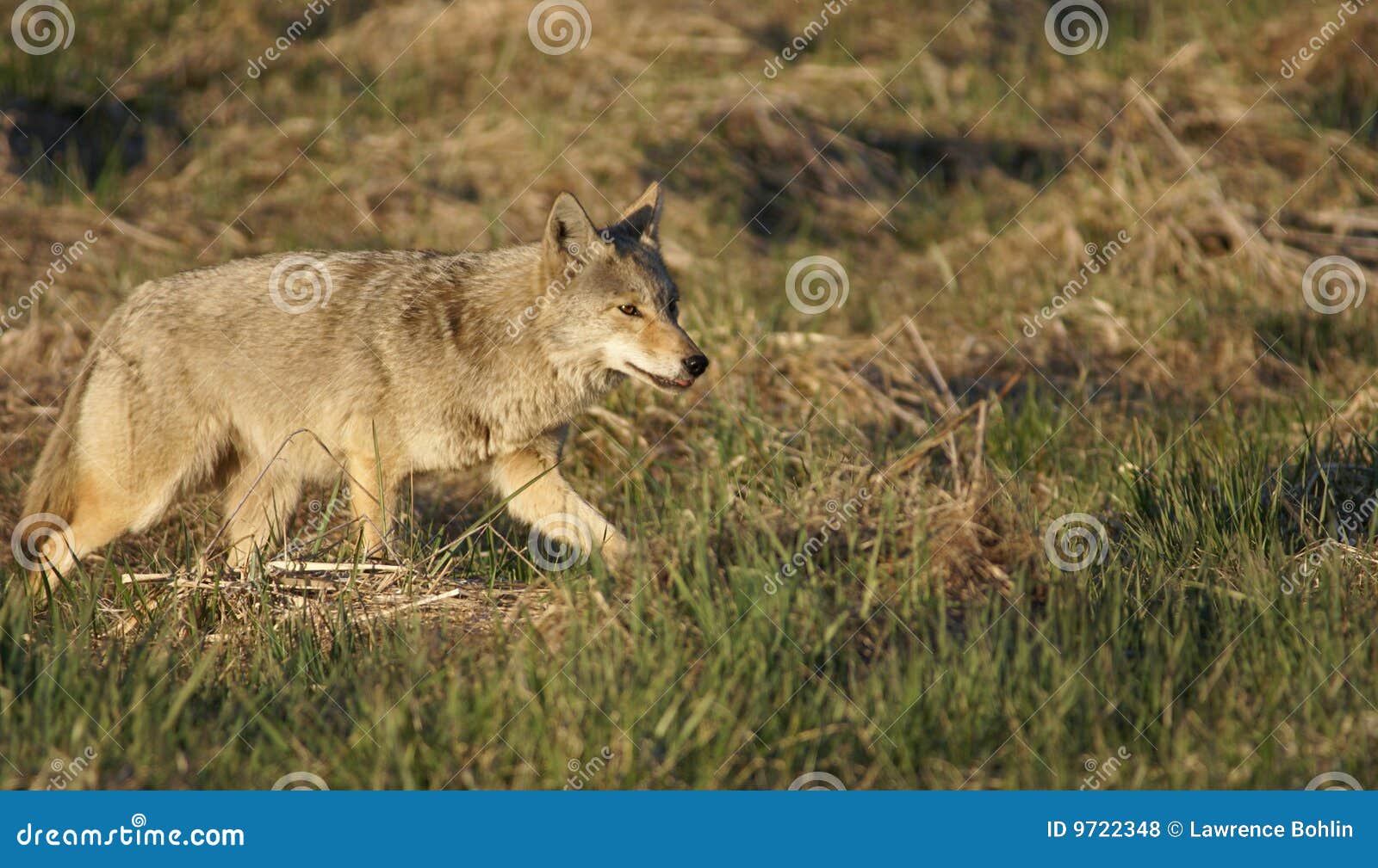 Coyote stalk stock photo. Image of scavenger, stalk, canine - 9722348
