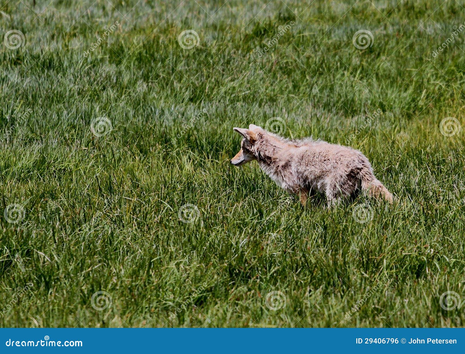 Coyote Stalking Prey stock photo. Image of lighting, hiding - 29406796