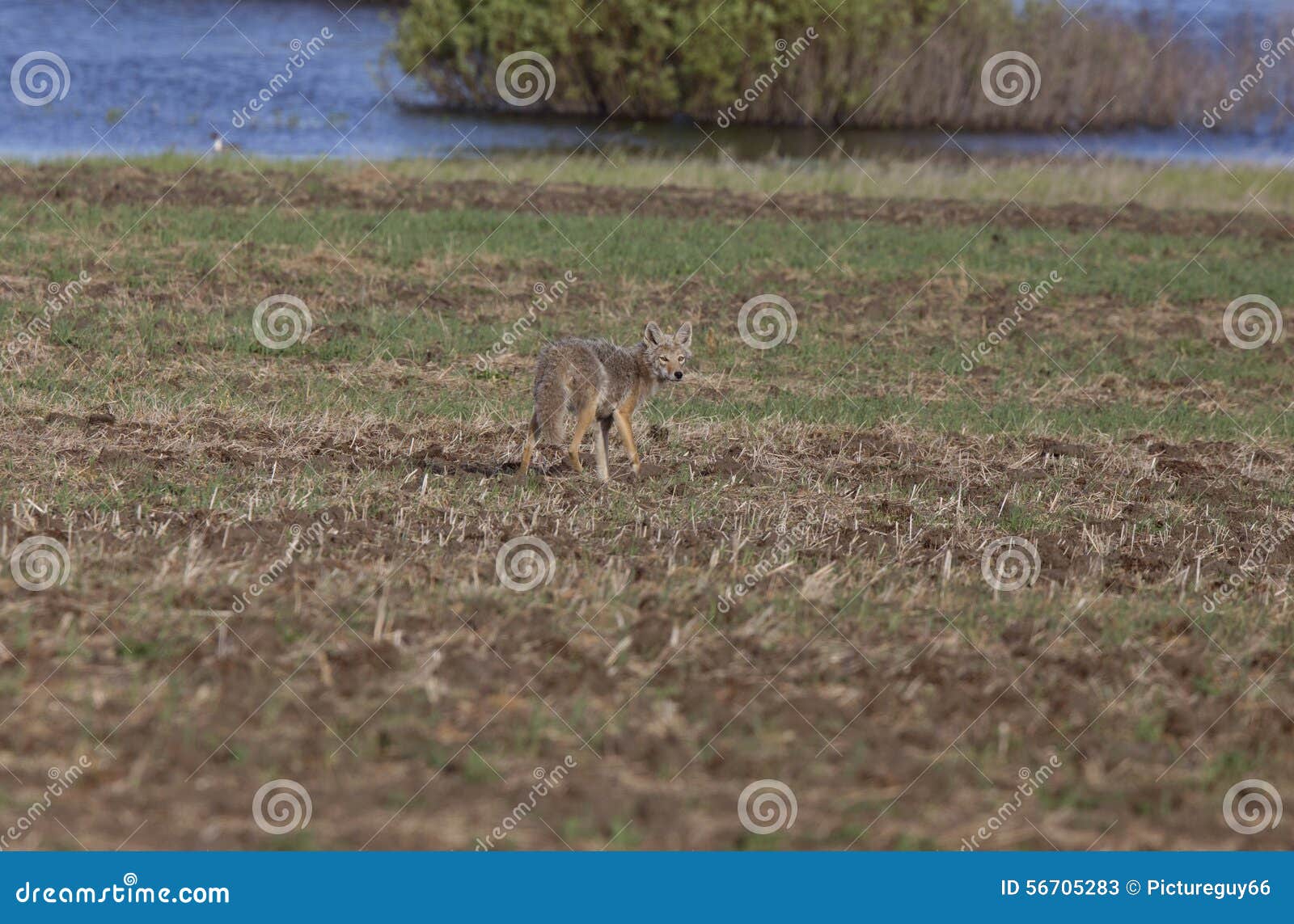 Coyote standing in field stock image. Image of wildlife - 56705283