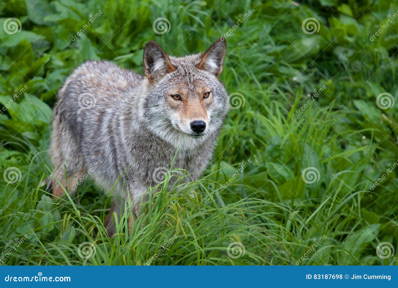 A Lone Coyote (Canis Latrans) Standing in a Grassy Field in Springtime ...