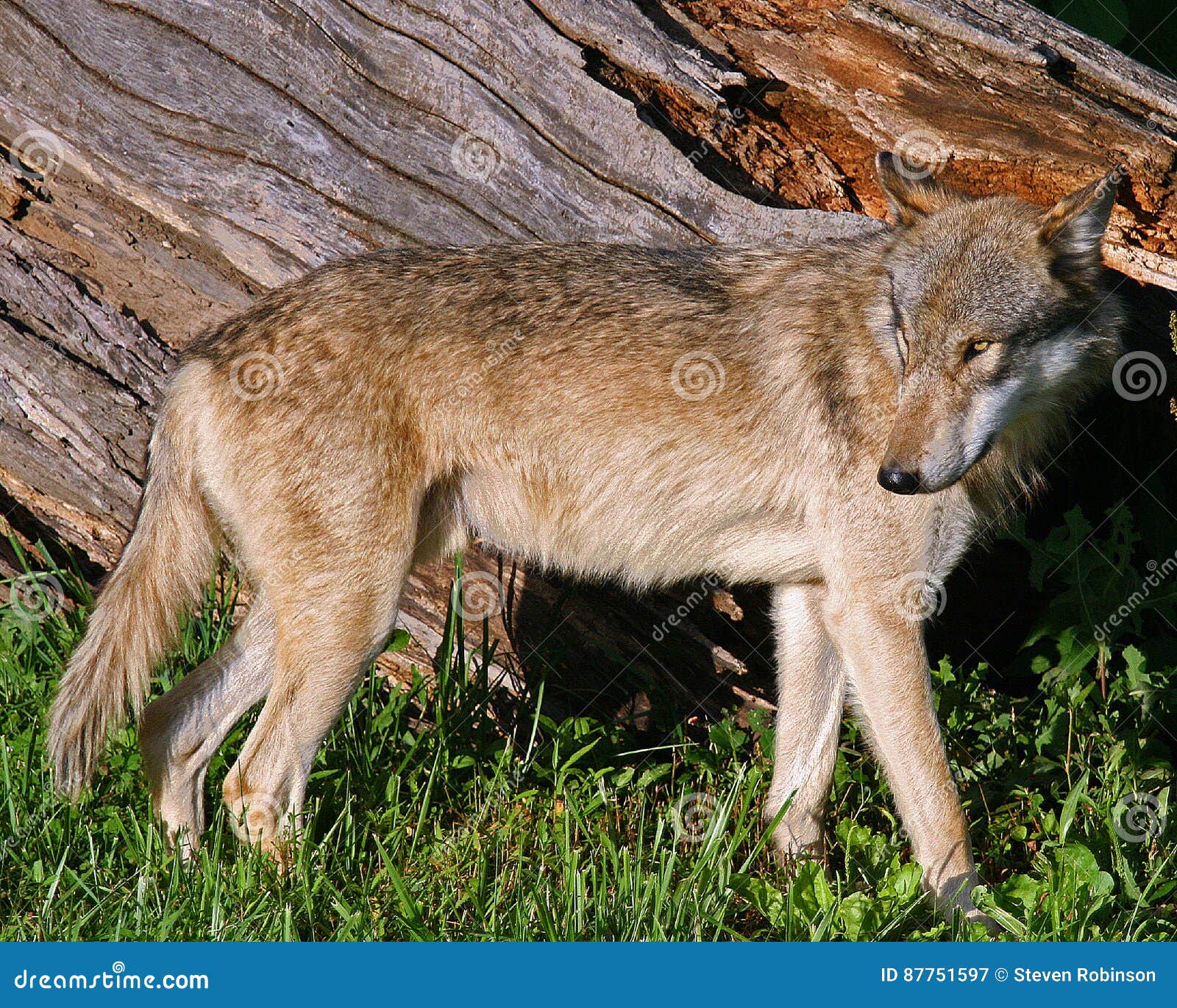 Coyote stock image. Image of wild, animals, coyotes, tree - 87751597