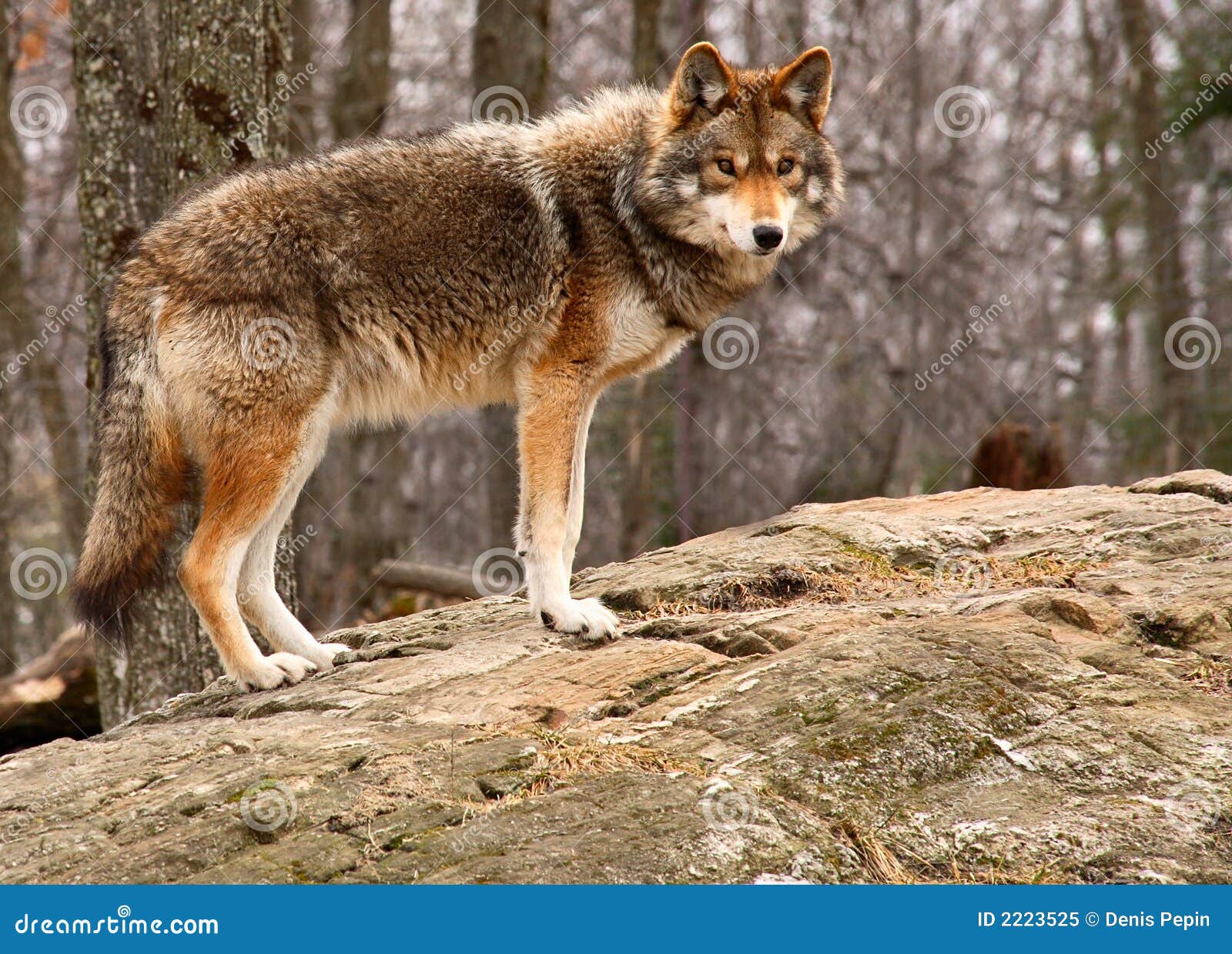 Coyote Standing on a Rock stock image. Image of observant - 2223525