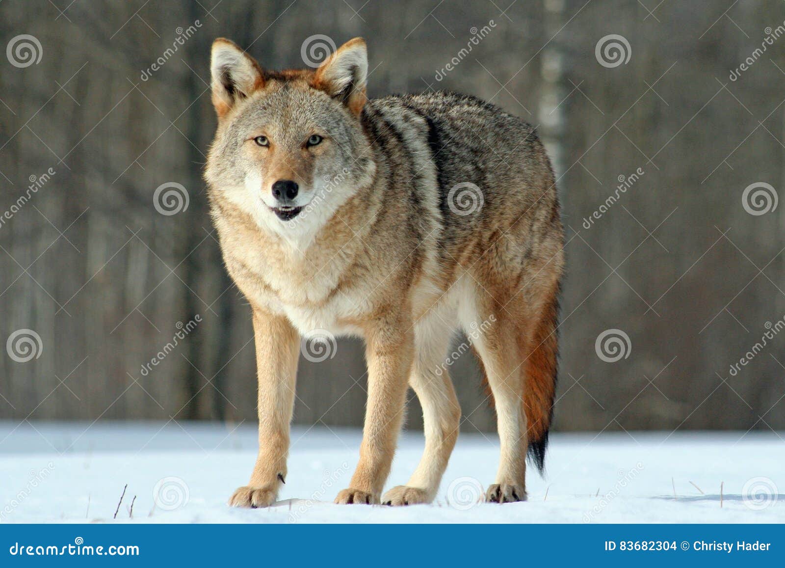 Coyote Standing in a Snowy Field Stock Photo - Image of snowy ...
