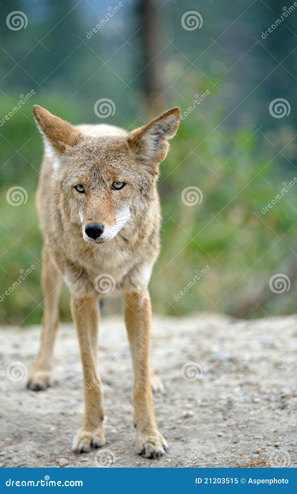 Coyote Standing and Watching Viewer Stock Image - Image of beautiful ...