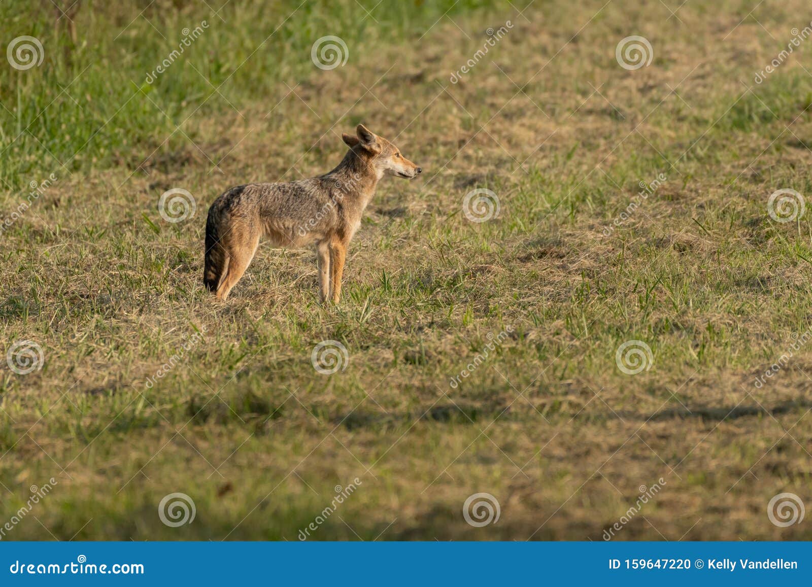 Coyote Stands at Attention stock photo. Image of attention - 159647220