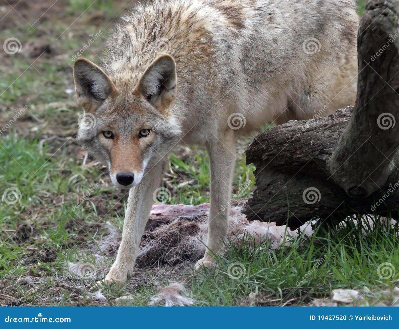CoyoteÂ staring stock photo. Image of carnivore, mammal - 19427520