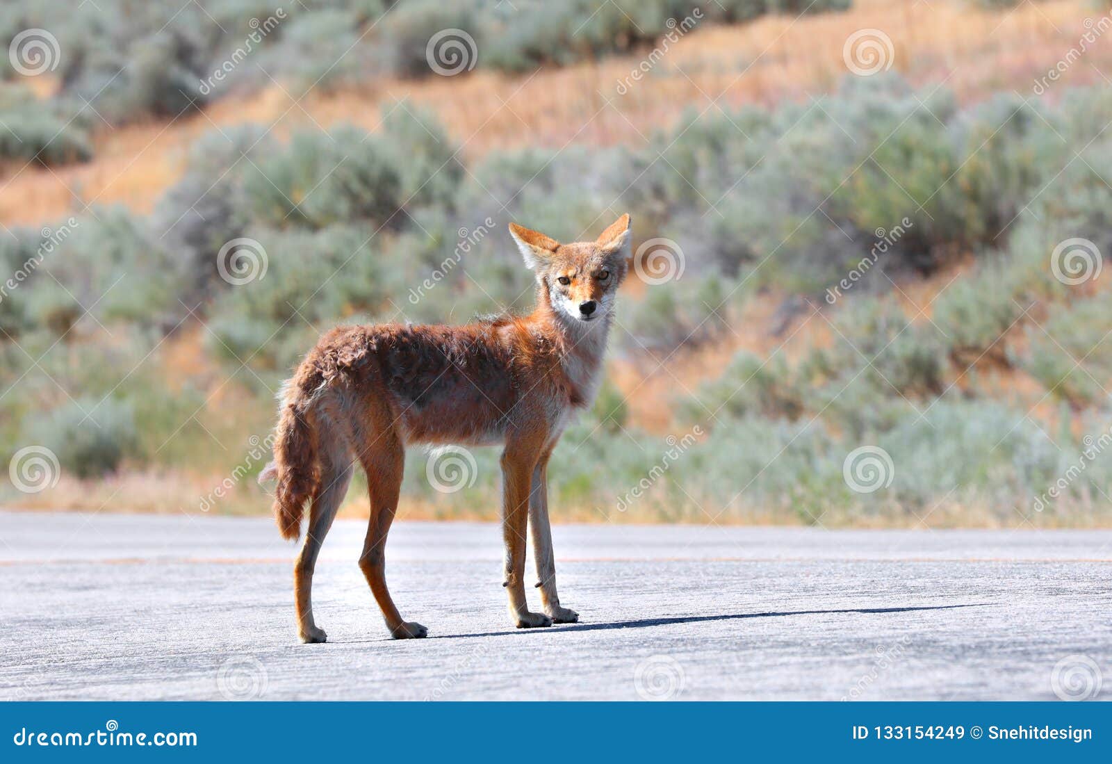 Coyote Staring at the Camera Stock Image - Image of pack, western ...