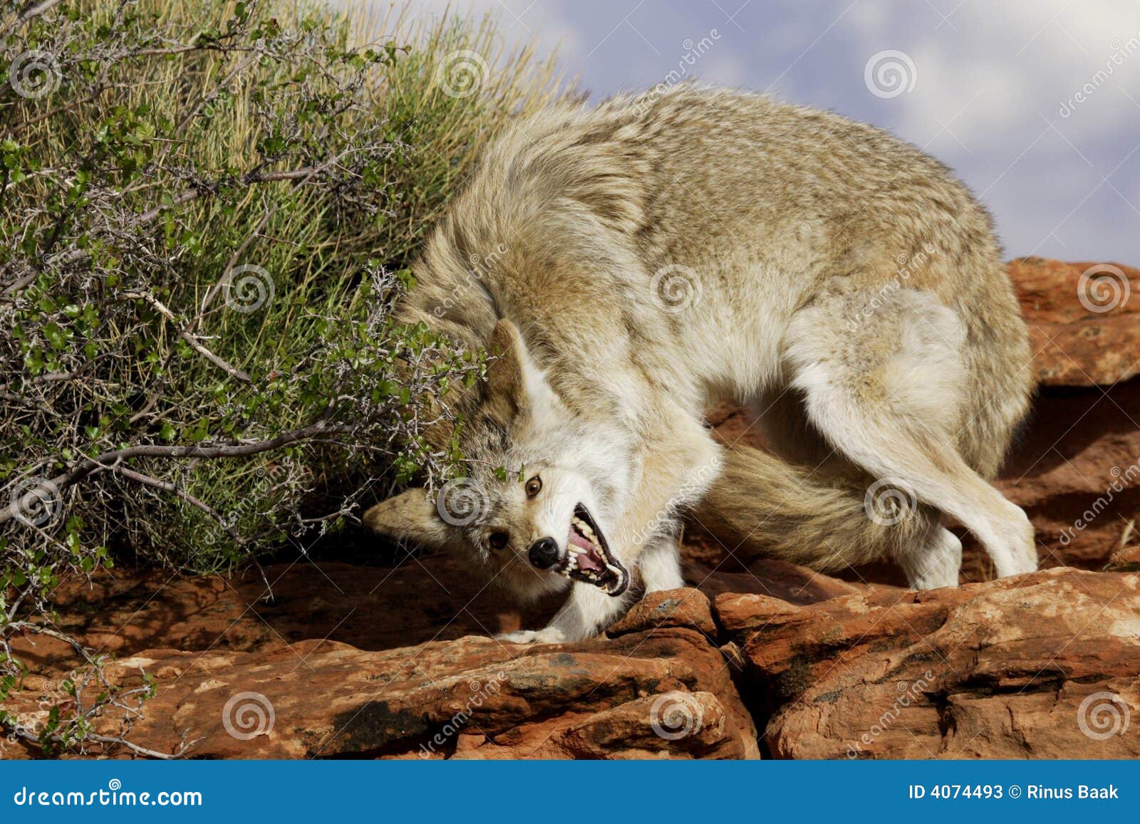 Coyote in Submissive Stance Stock Image - Image of rock, crouching: 4074493