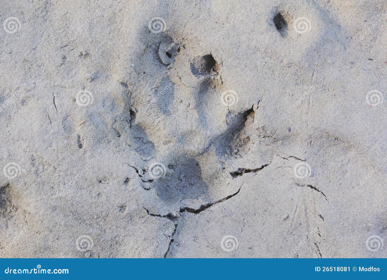 Coyote Tracks