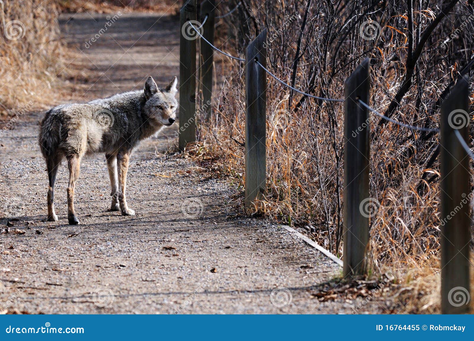 Coyote in Urban Sanctuary, Calgary, Alberta Stock Image - Image of ...