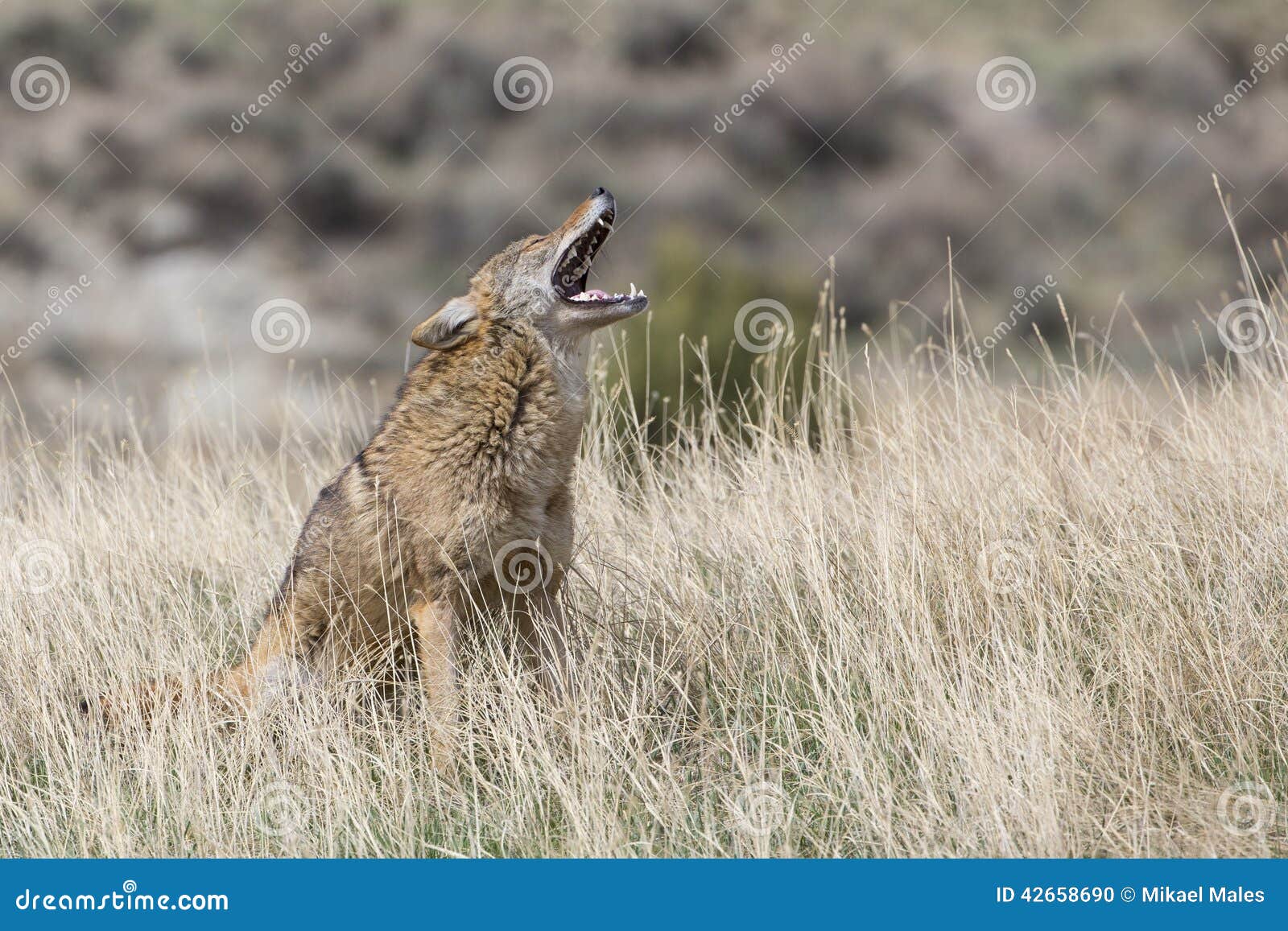 Coyote Vocalizing on Prairie Stock Photo - Image of canine, like: 42658690