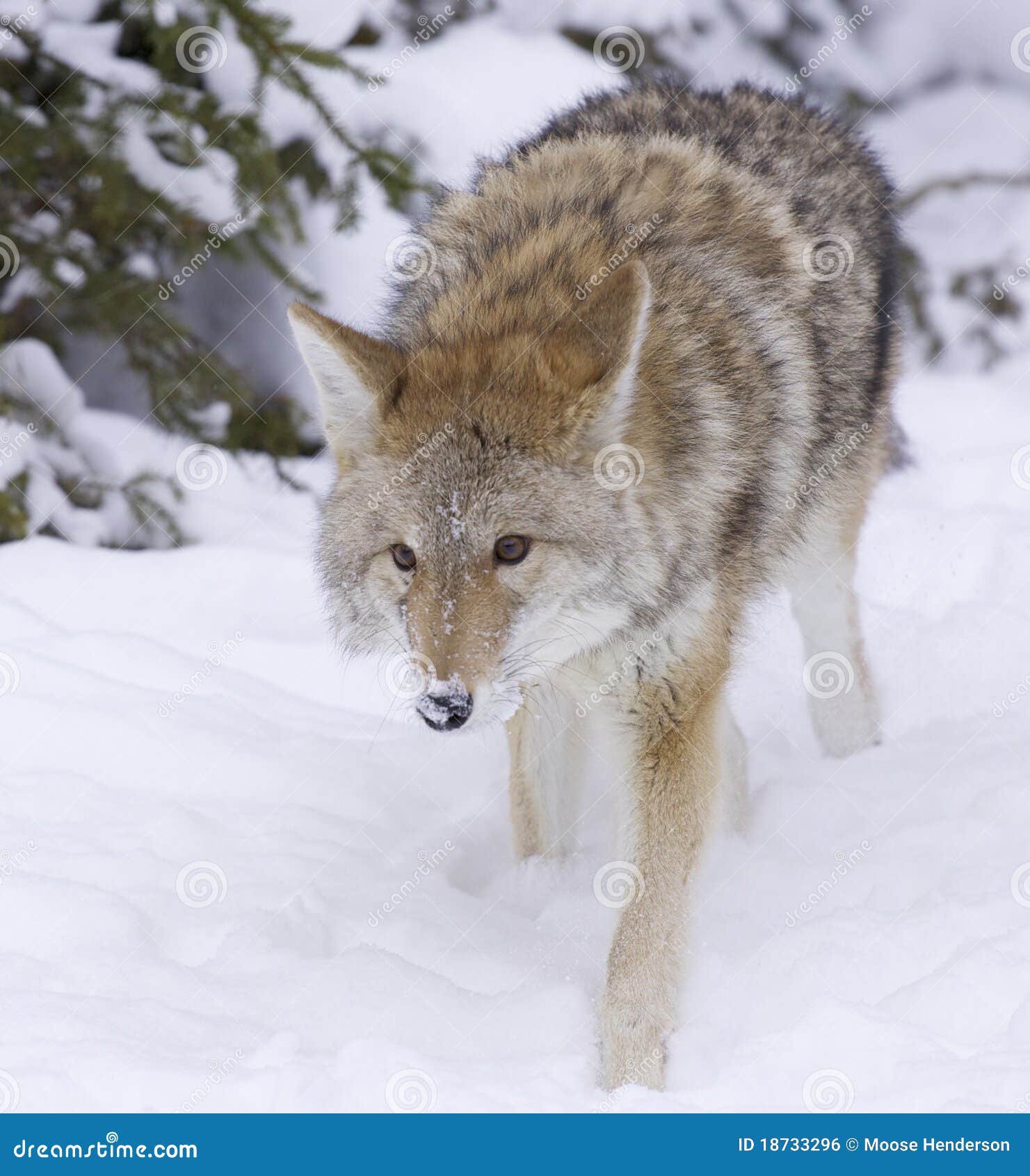 Coyote walking forward stock photo. Image of wildlife - 18733296