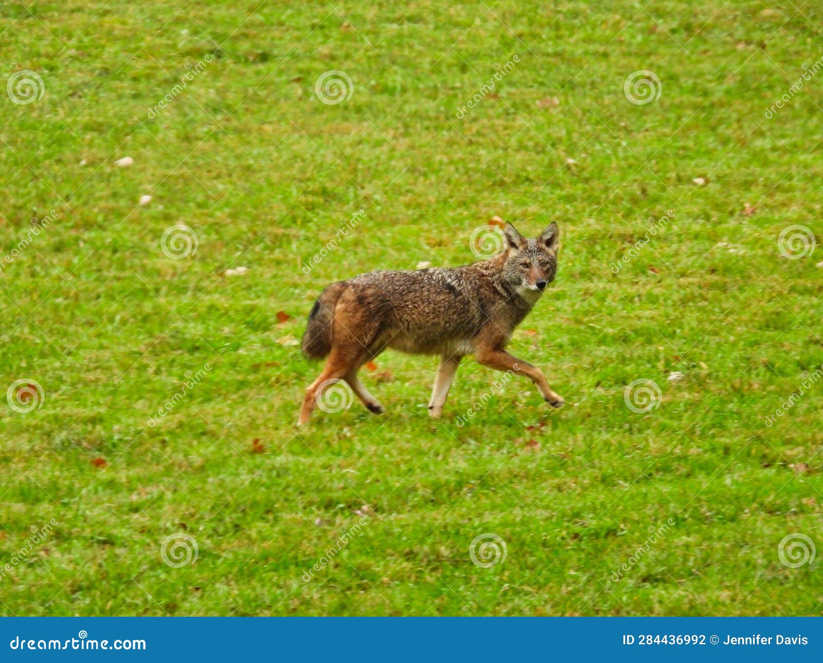 A Coyote Walking through the Prairie Stock Photo - Image of canada ...