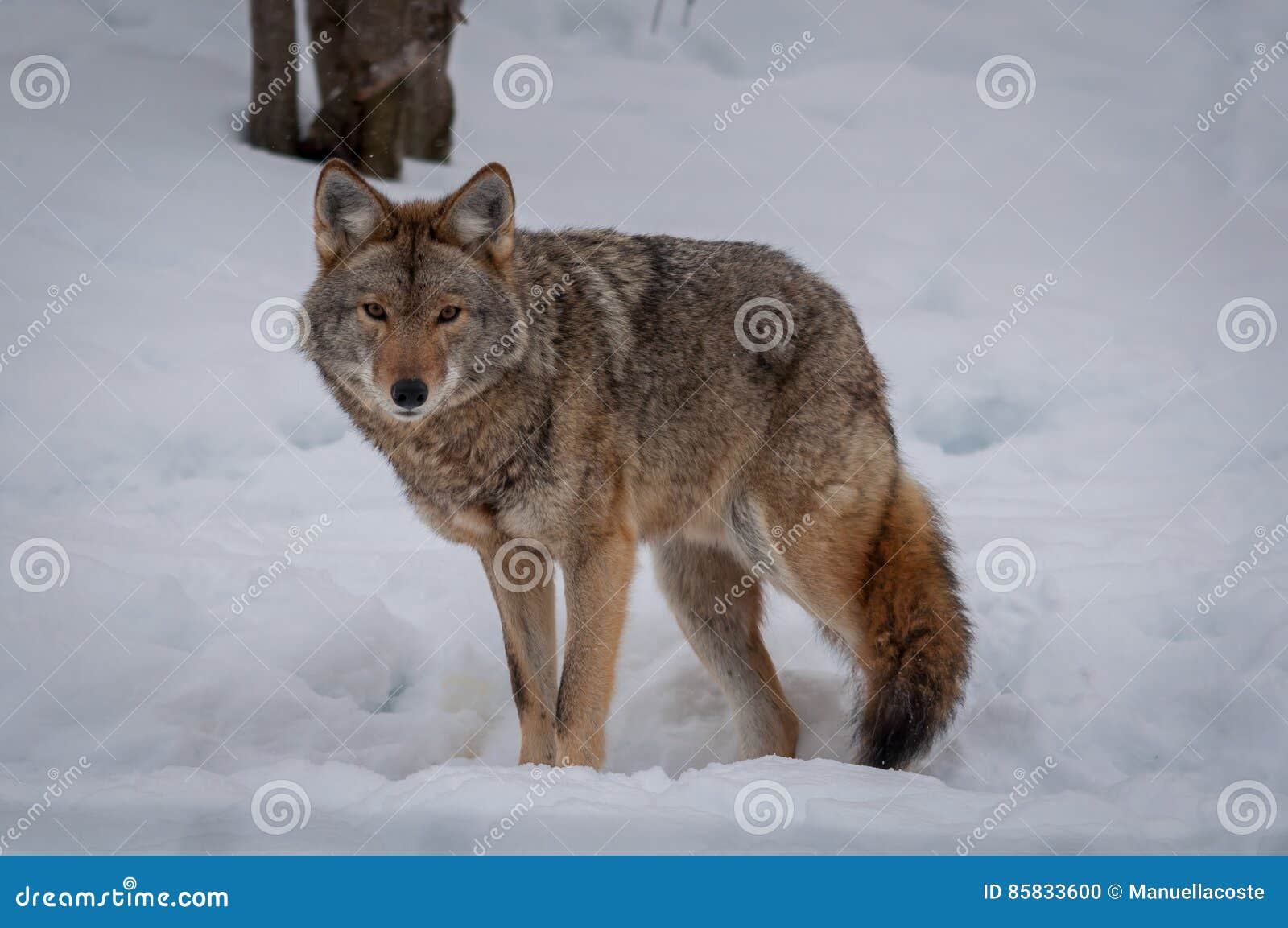 Coyote walking in the snow stock photo. Image of coyotes - 85833600