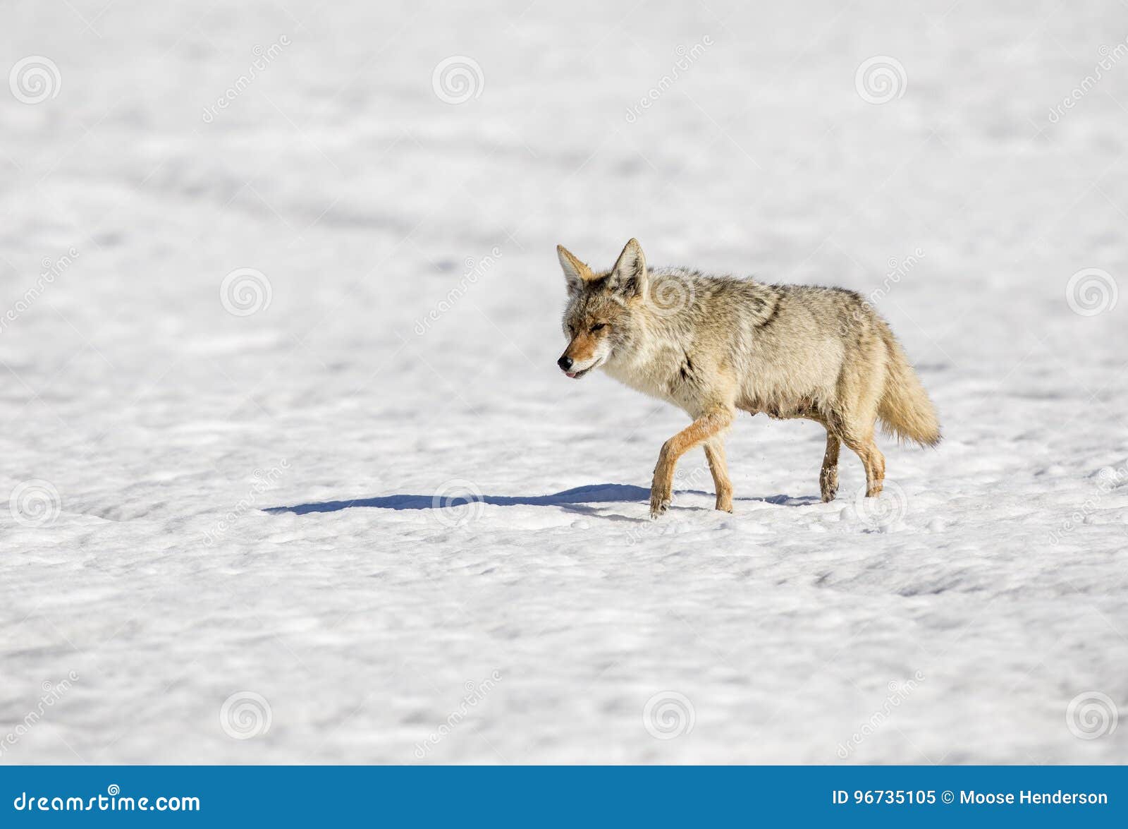 Coyote Walking in Snow, Nursing Mother Stock Image - Image of coyote ...