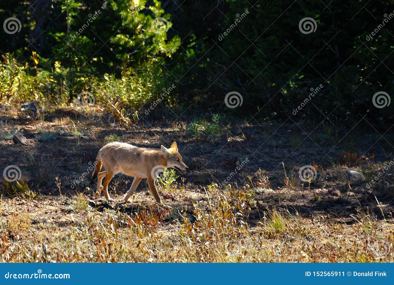 Coyote Walking at Yellowstone National Park Stock Image - Image of ...