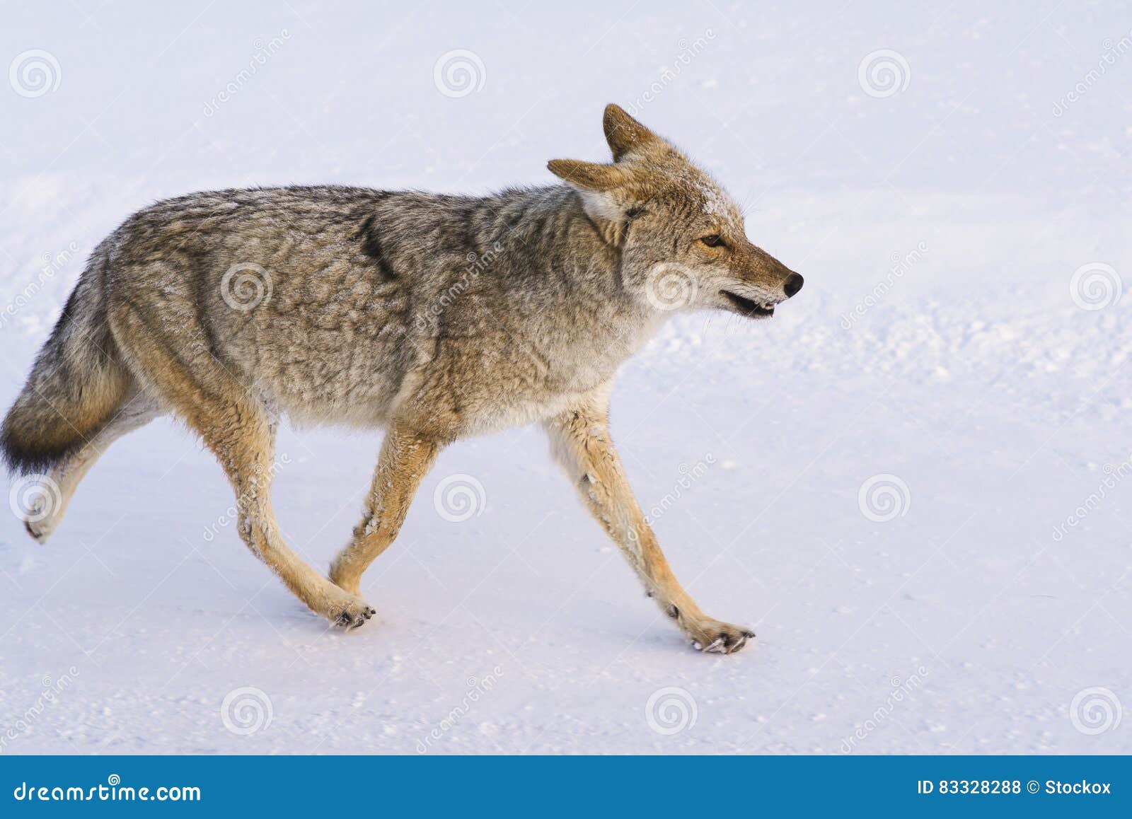Coyote Walks in Snow stock photo. Image of walking, mammal - 83328288
