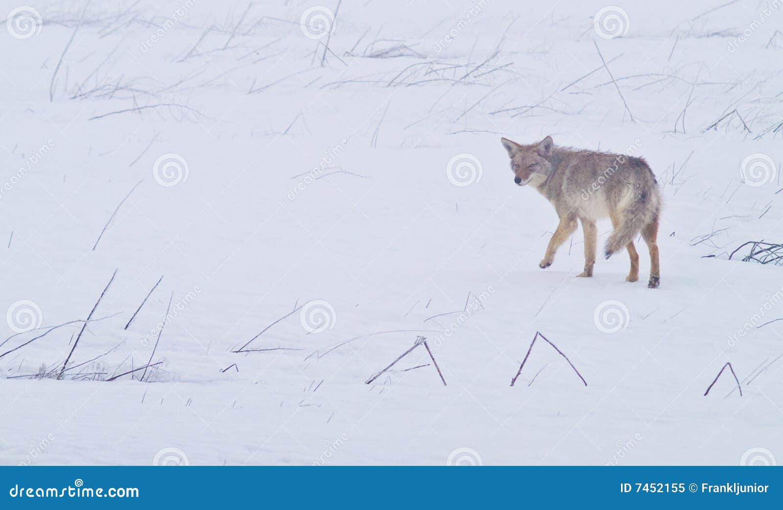 Coyote of the West Plains 1 Stock Image - Image of seasonal, grounds ...