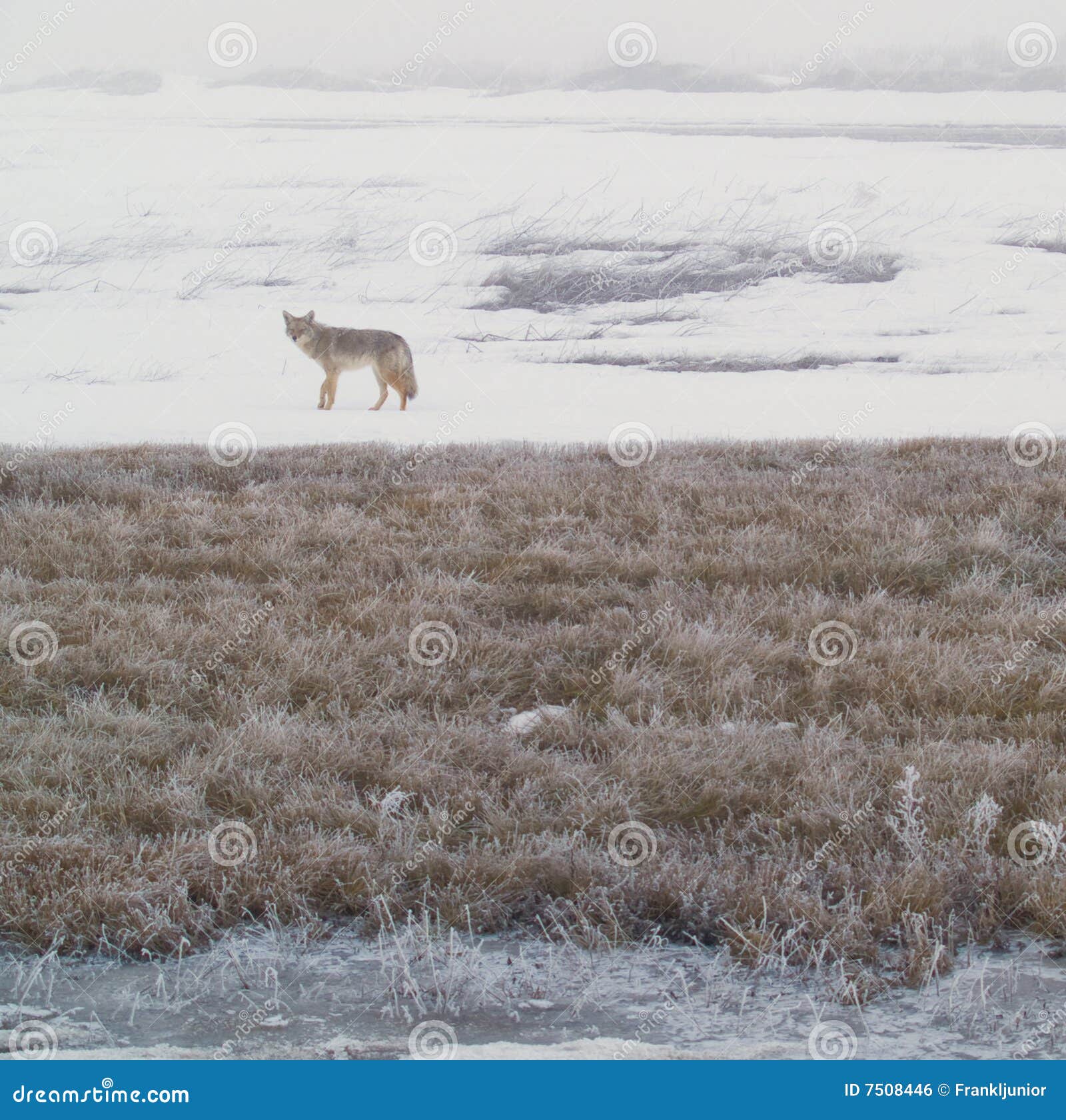 Coyote of the West Plains 3 Stock Photo - Image of snowy, turf: 7508446