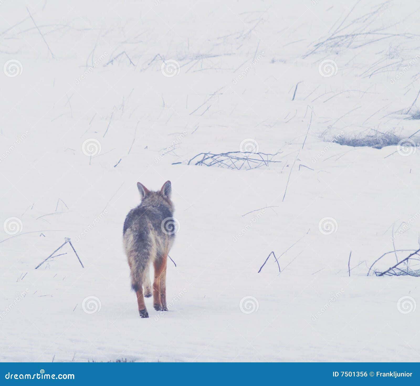 Coyote of the West Plains 5 Stock Photo - Image of snow, mist: 7501356