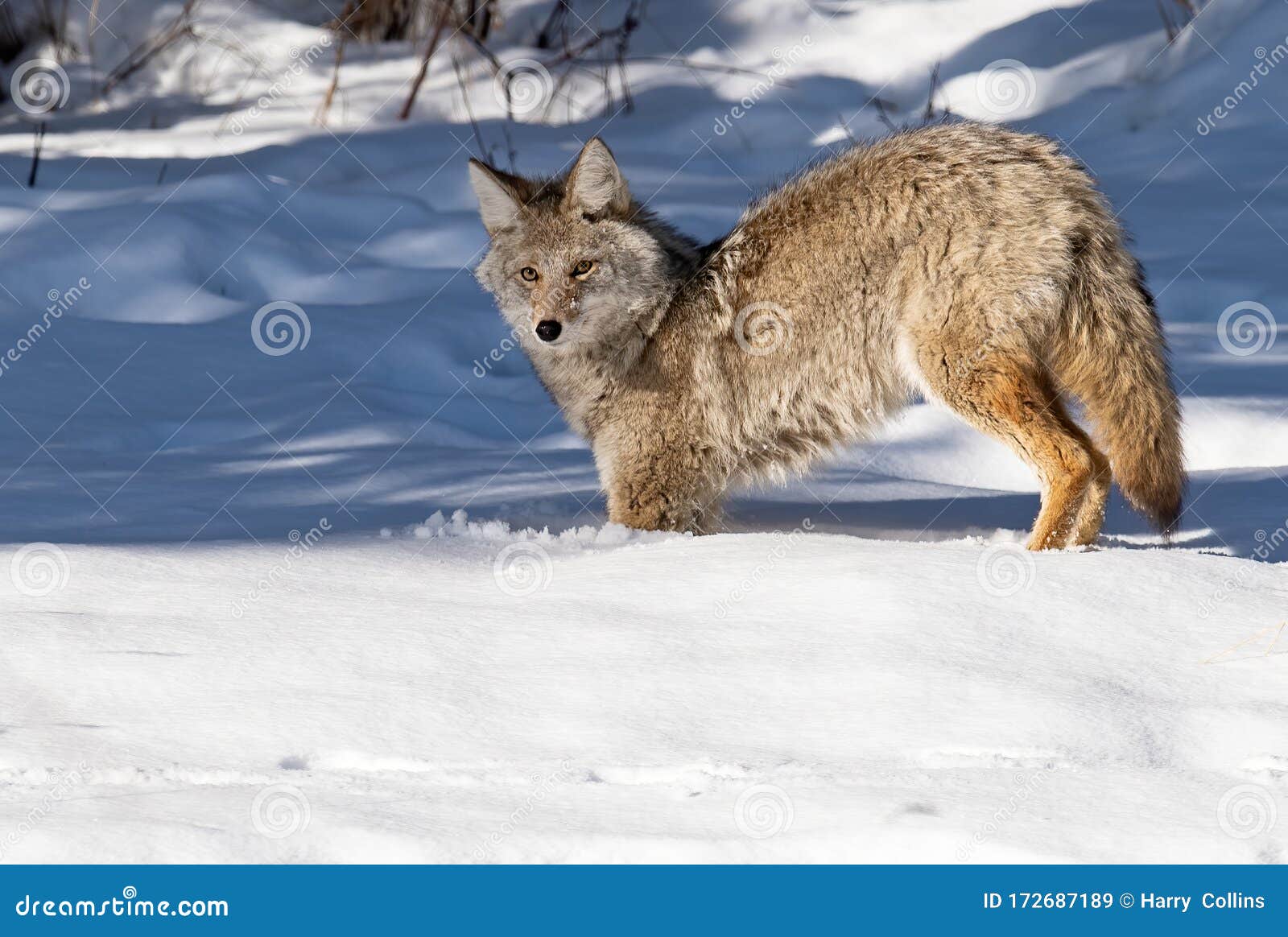 A Coyote in Winter in Banff Canada Stock Image - Image of lake, nature ...