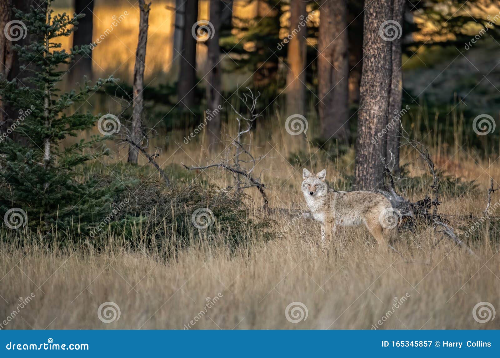 A Coyote in Winter in Banff Canada Stock Image - Image of wildlife ...