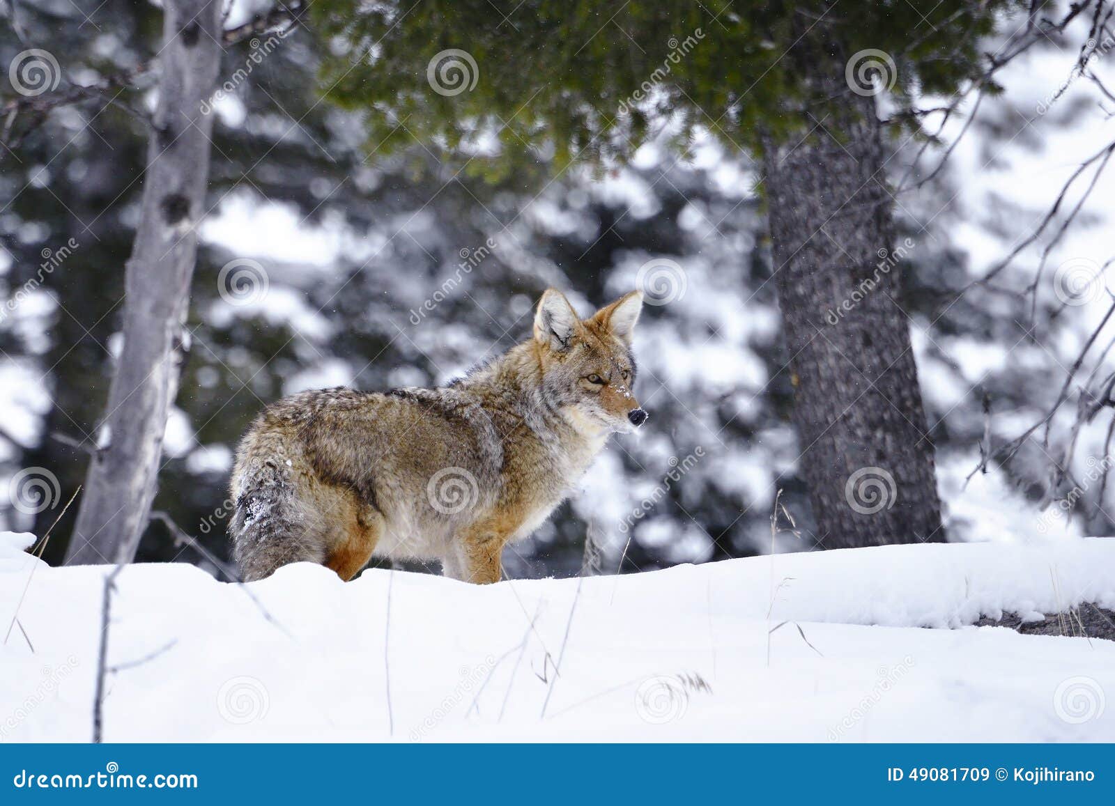 Coyote in winter stock image. Image of beautiful, forest - 49081709