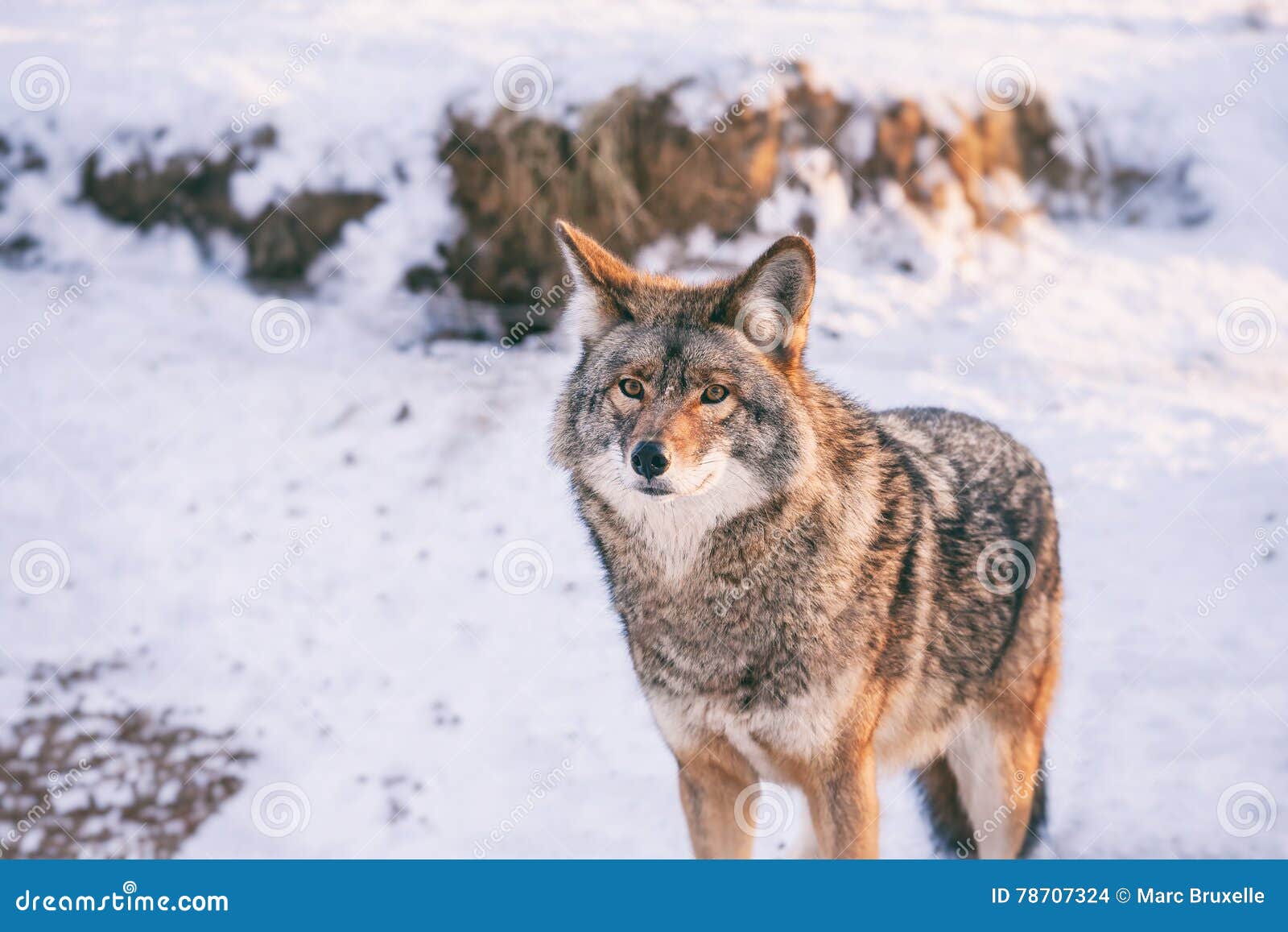 Coyote in Winter in Quebec, Canada Stock Photo - Image of omega, cold ...