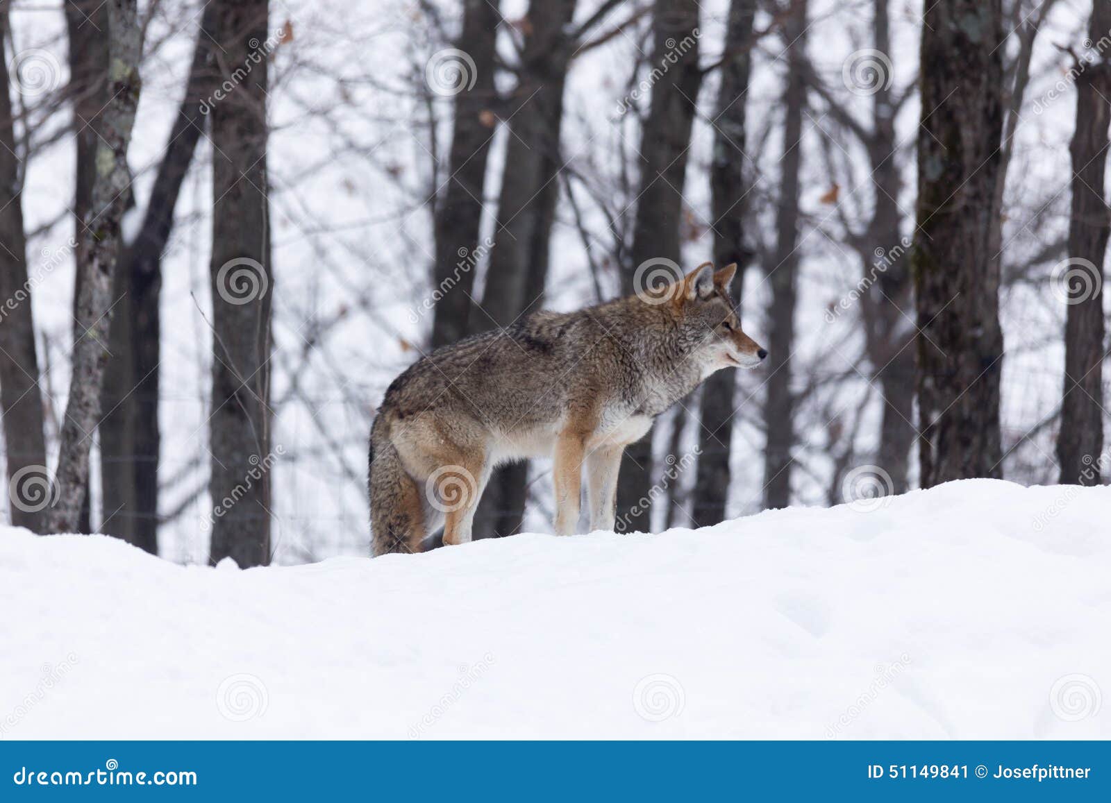 Coyote in a winter scene stock image. Image of area, behavior - 51149841
