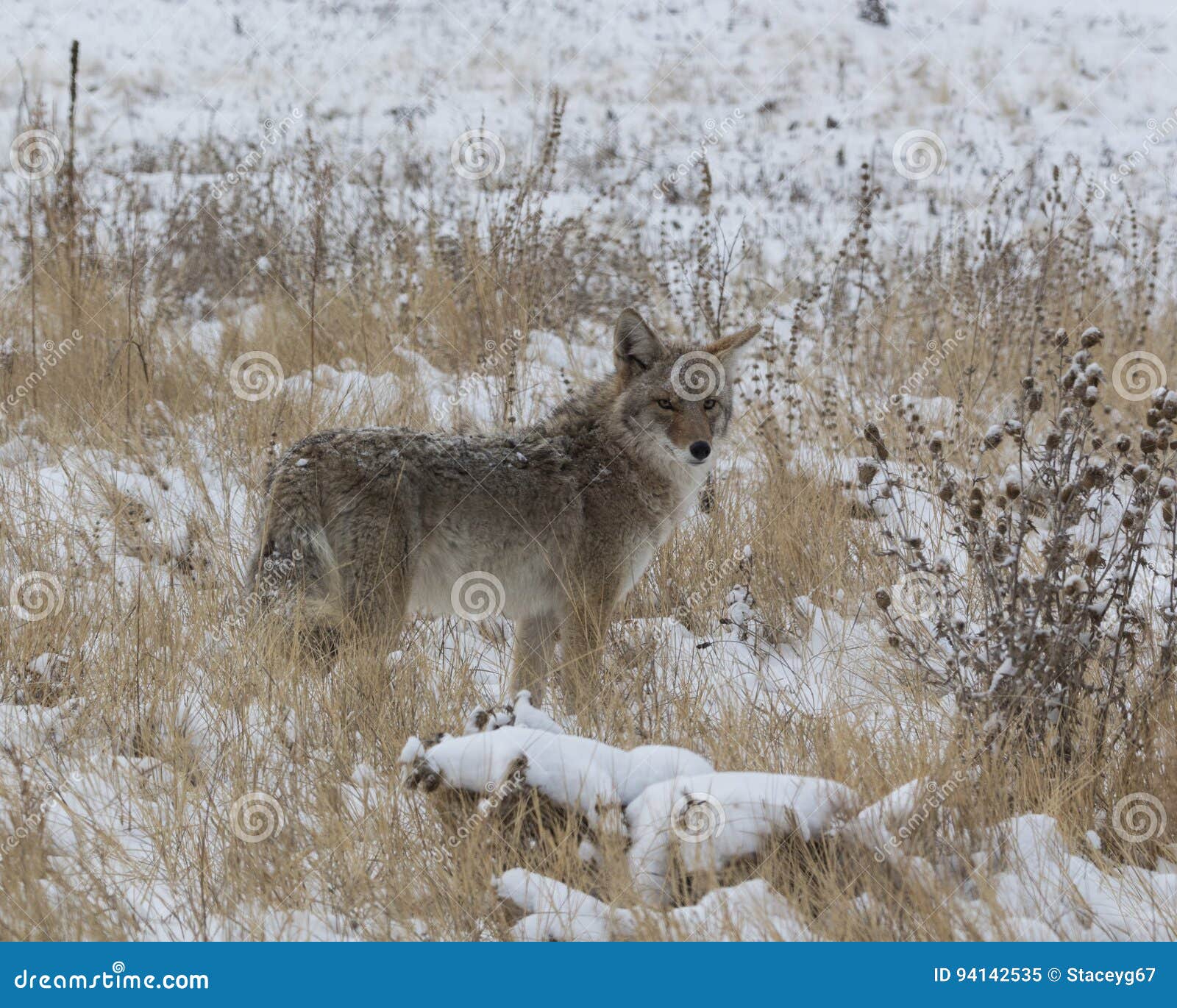 Coyote in the winter snow stock image. Image of lower - 94142535