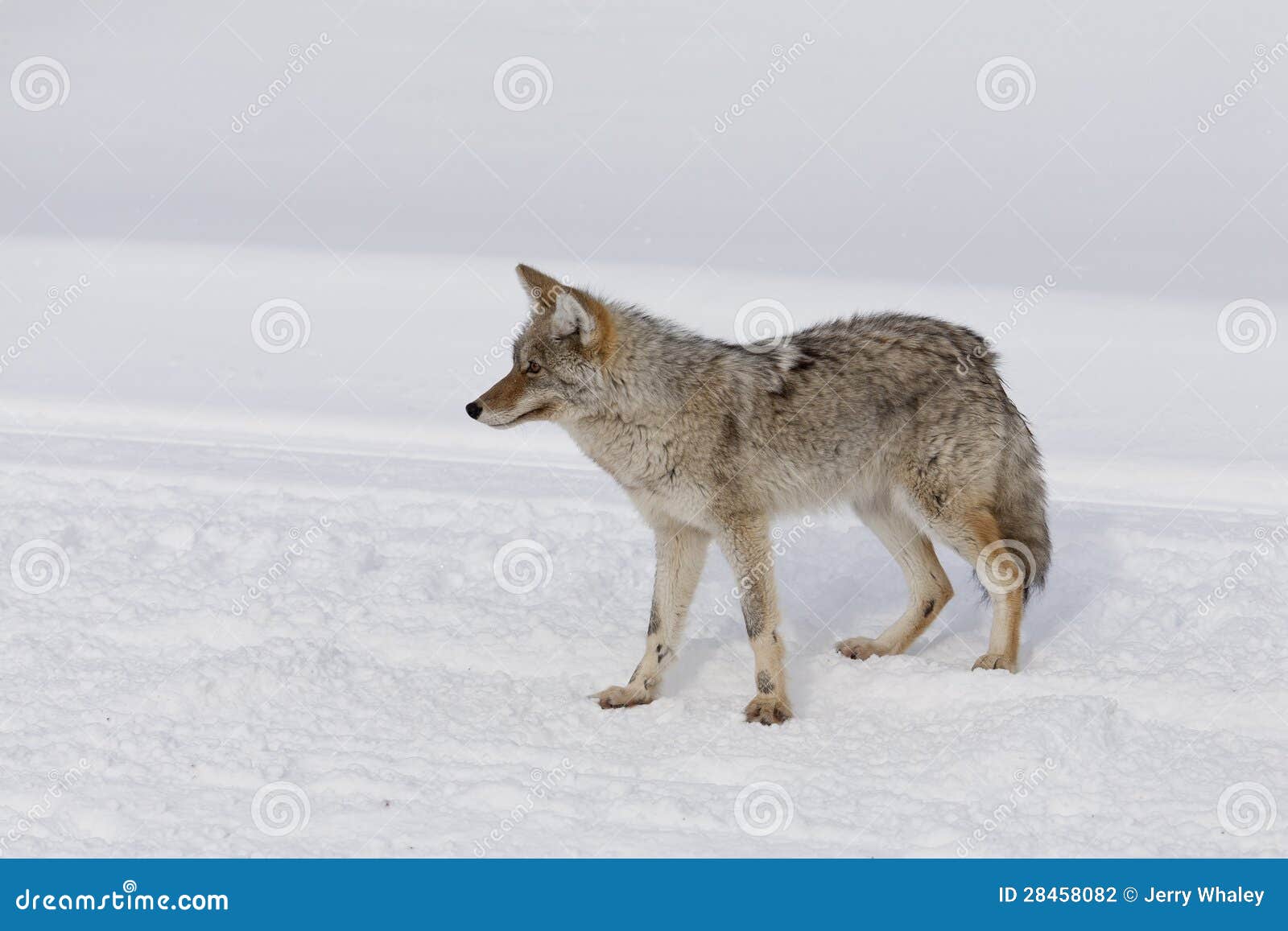 Coyote, Winter, Yellowstone NP Stock Photo - Image of landscape, frozen ...