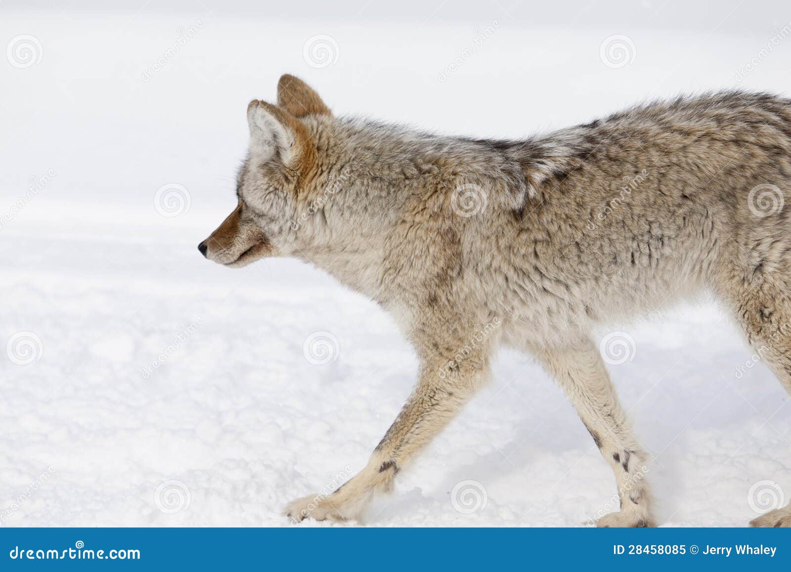 Coyote, Winter, Yellowstone NP Stock Image - Image of nature, remote ...