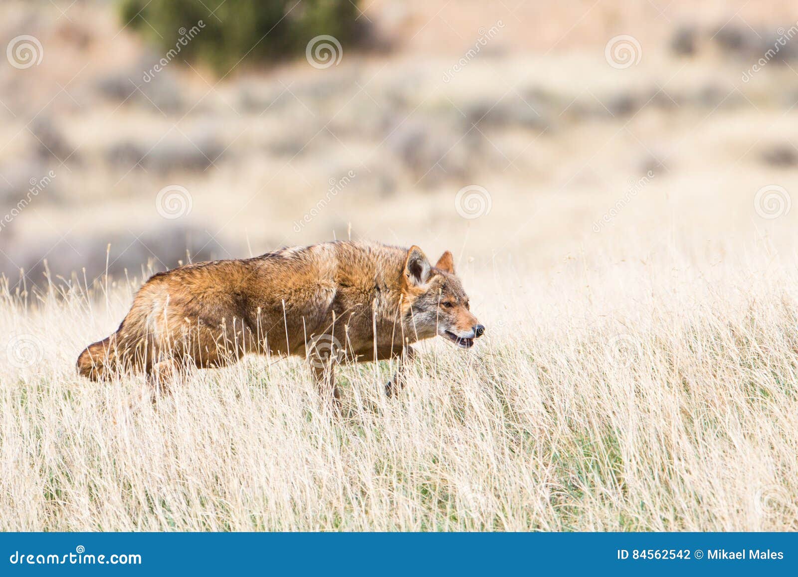 Coyote in Yellow Prairie Grass Stock Photo - Image of animal, outdoors ...