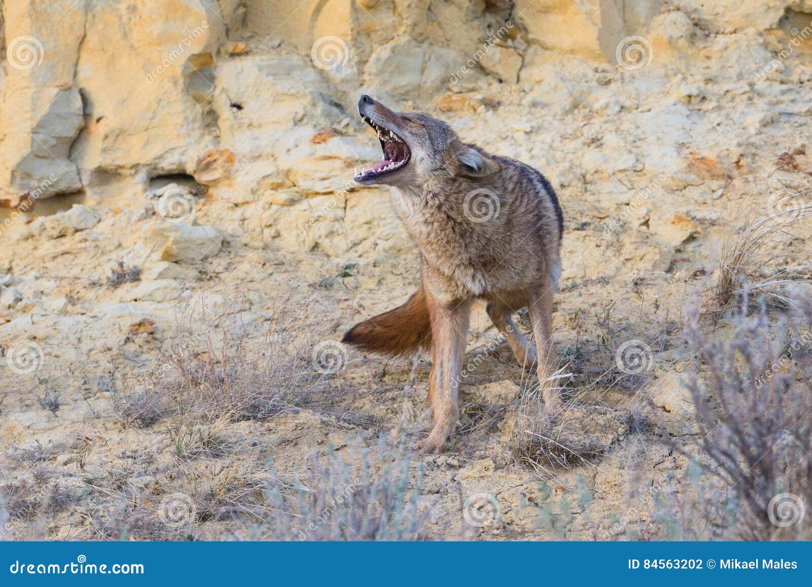 Coyote yelping in prairie stock photo. Image of wildlife - 84563202