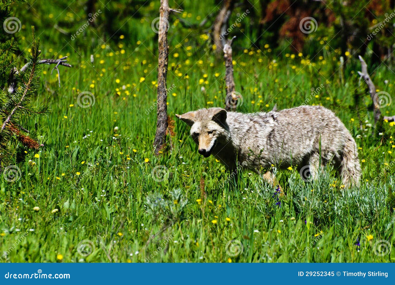Coyoteabout to Pounce stock image. Image of horizontal - 29252345