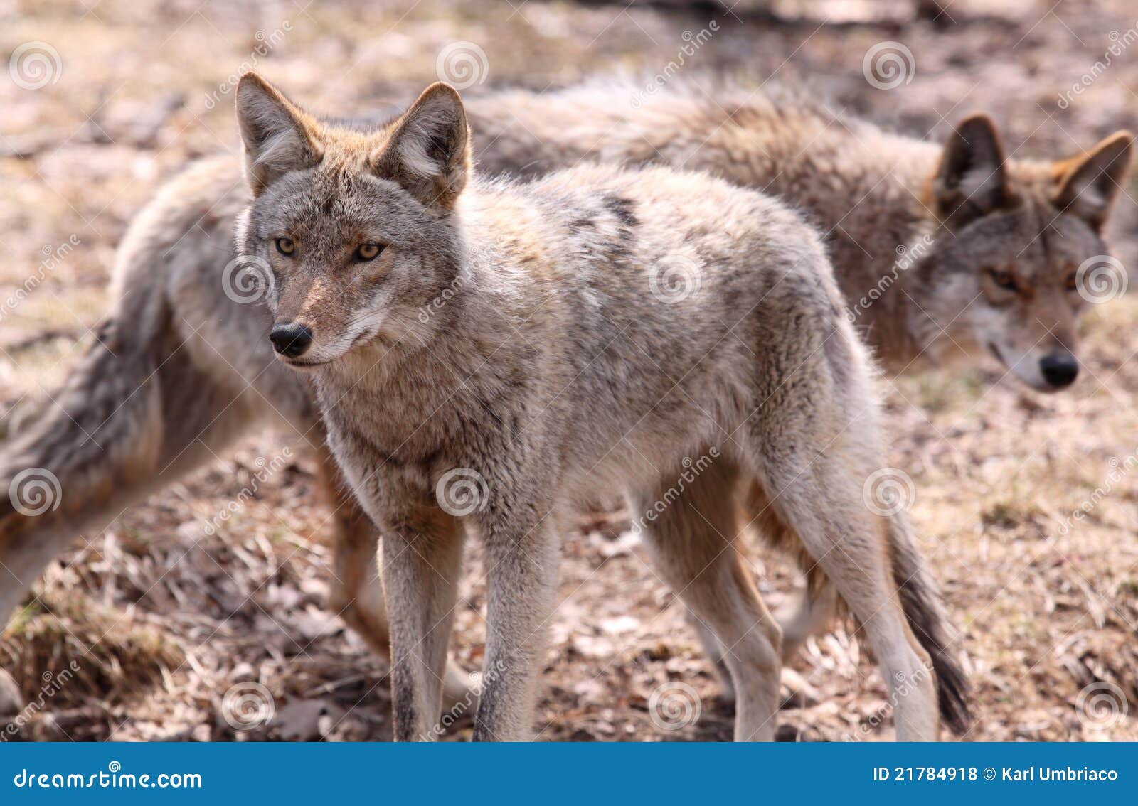 Coyotes stock photo. Image of animal, field, wildlife - 21784918