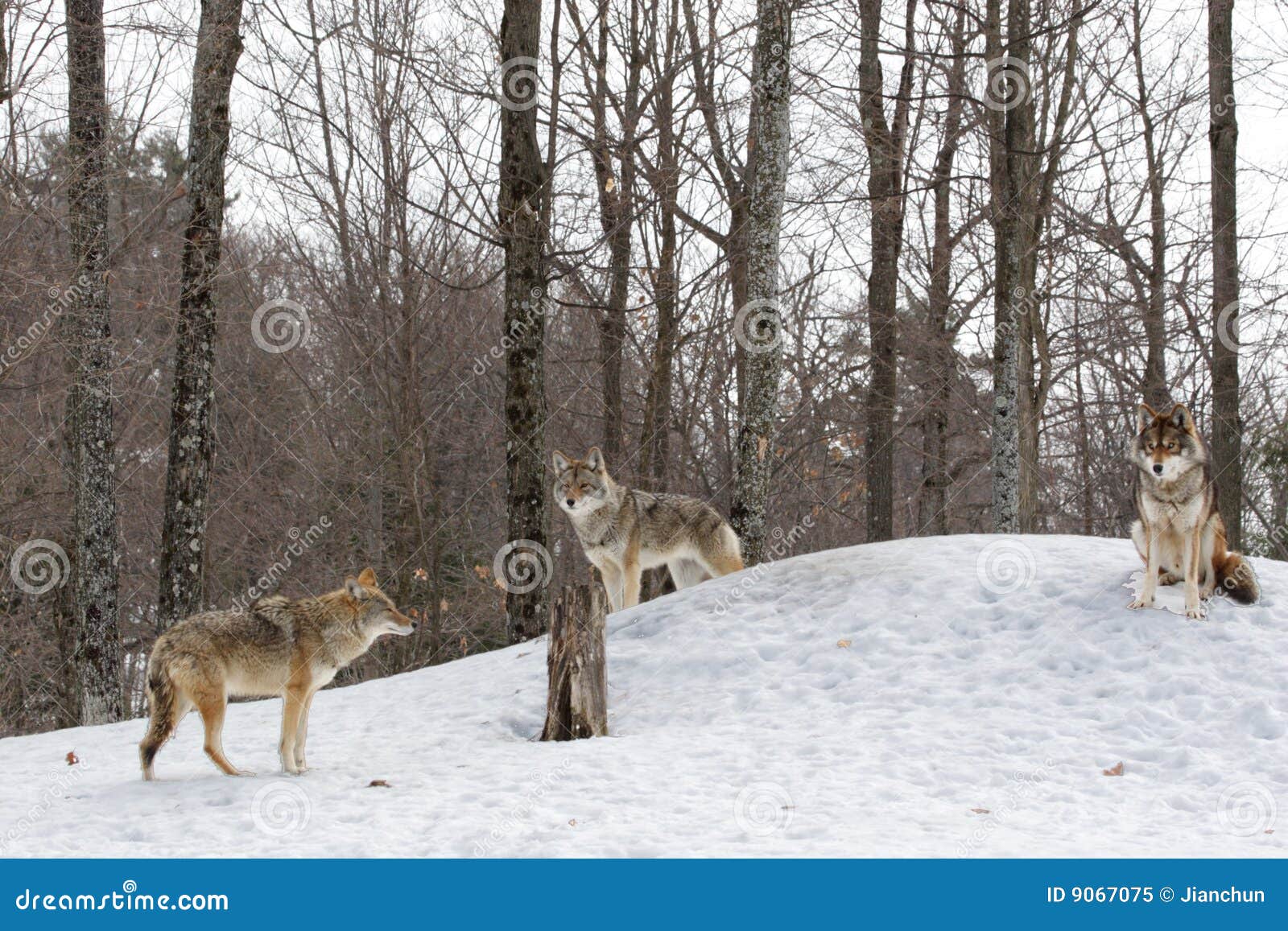 Coyotes stock image. Image of mammals, wildlife, park - 9067075