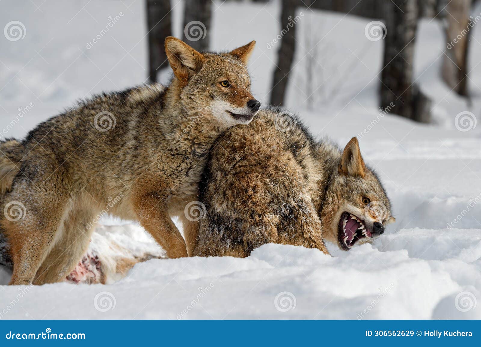 Coyotes (Canis Latrans) Snapping and Snarling Winter Stock Image ...