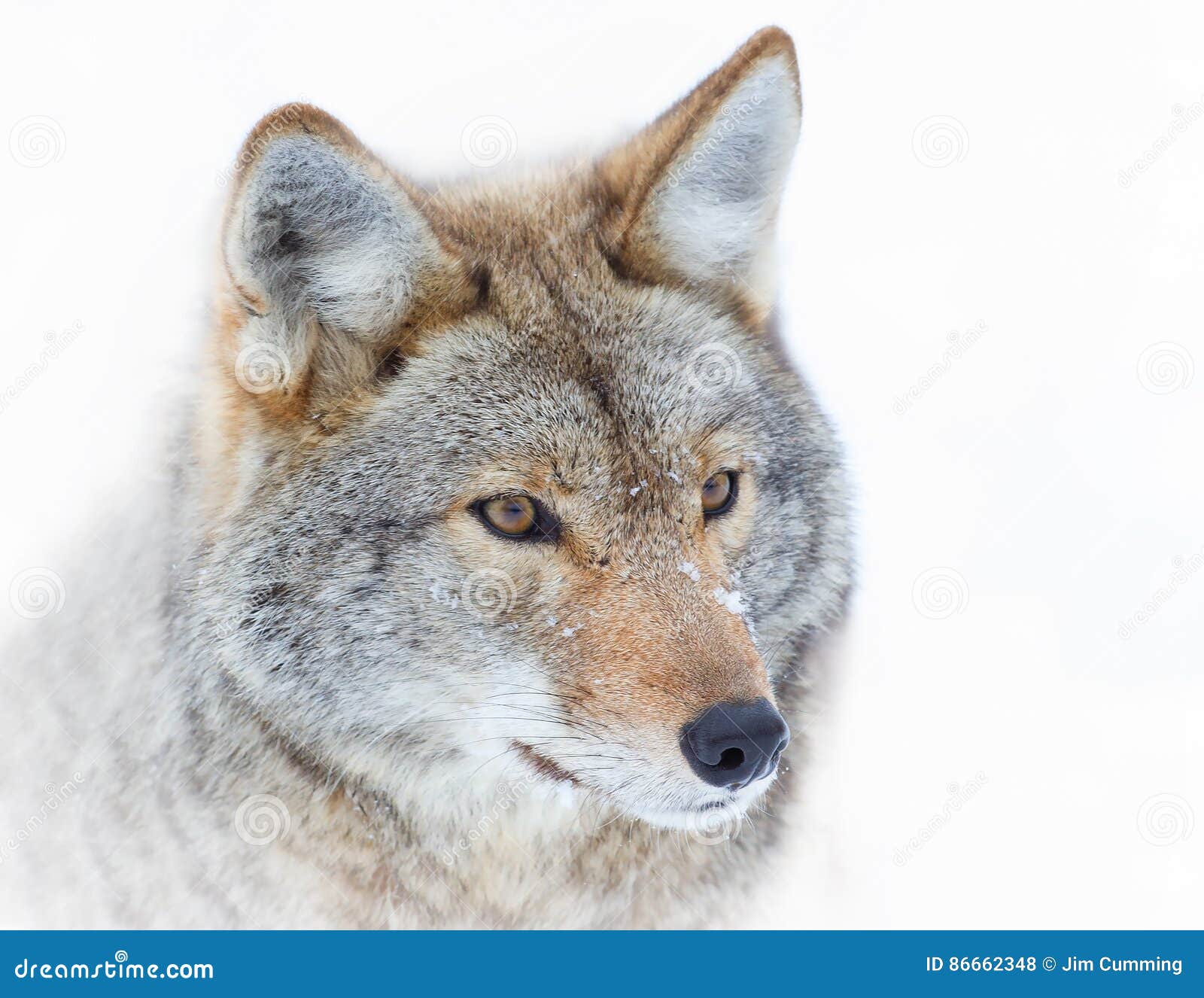 A Lone Coyote (Canis Latrans) Isolated On White Background Sitting In ...