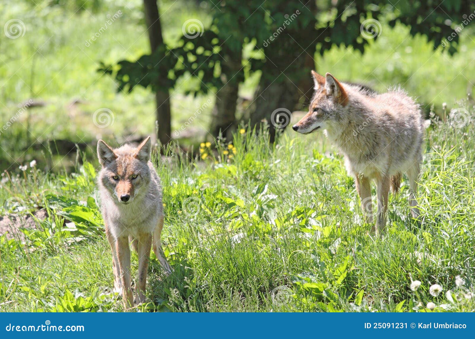 Coyotes in forest stock image. Image of wildlife, tree - 25091231