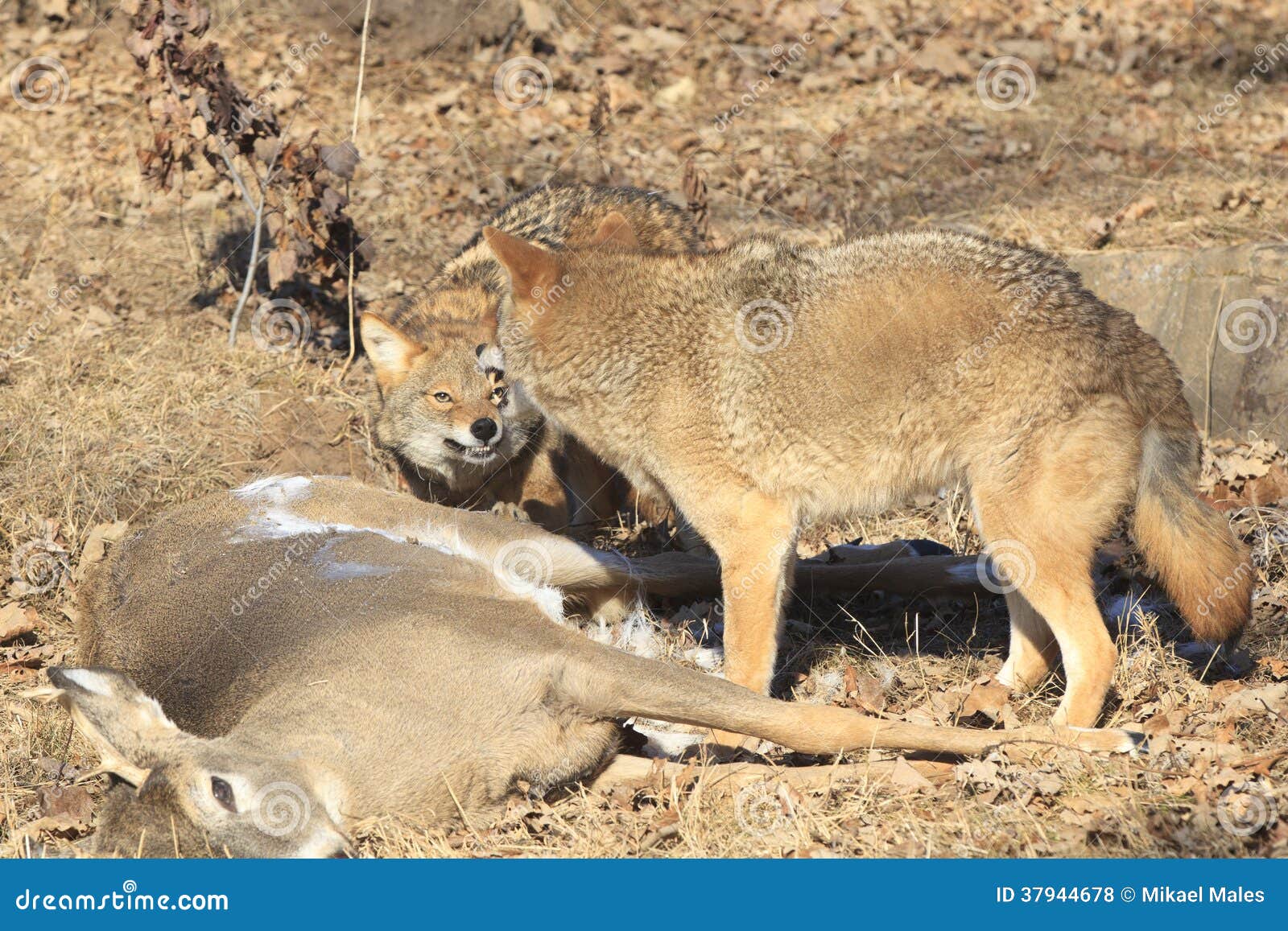 Coyotes Que Luchan Sobre La Comida Foto de archivo - Imagen de estados ...