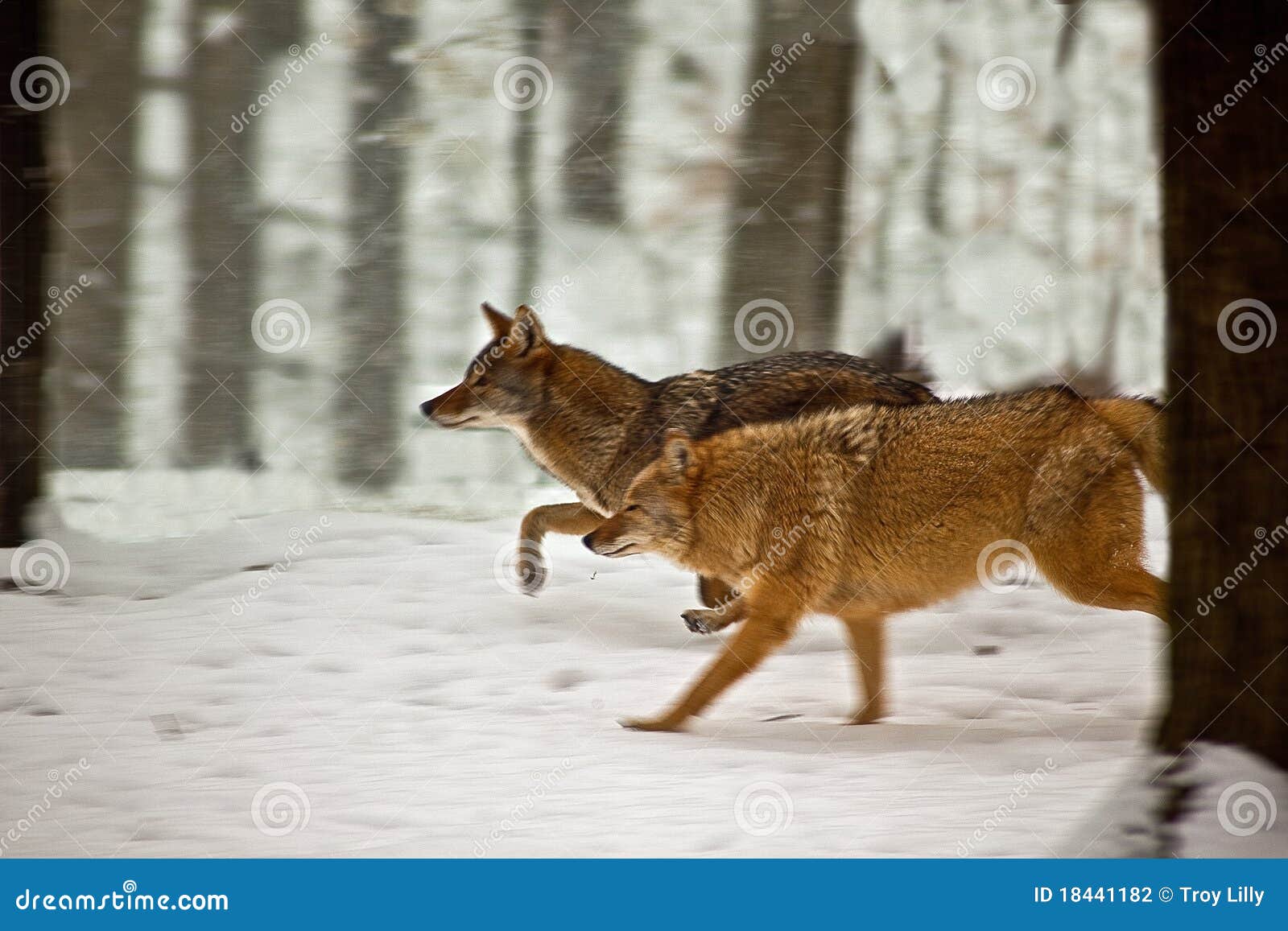 Coyotes running in snow stock photo. Image of pelt, pair - 18441182