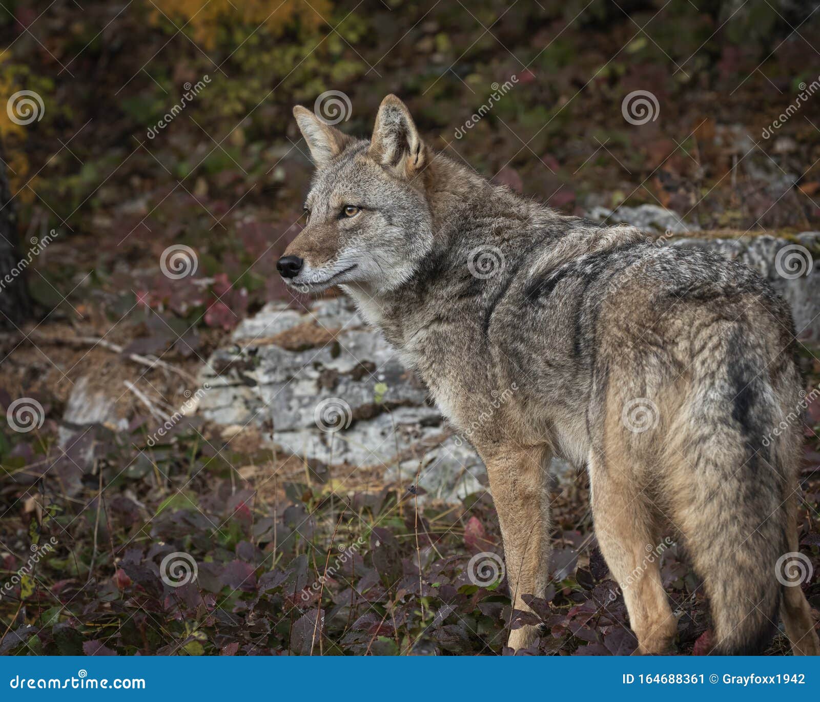 Coyote in Fall Colors in Montana, USA Stock Image - Image of latrans ...
