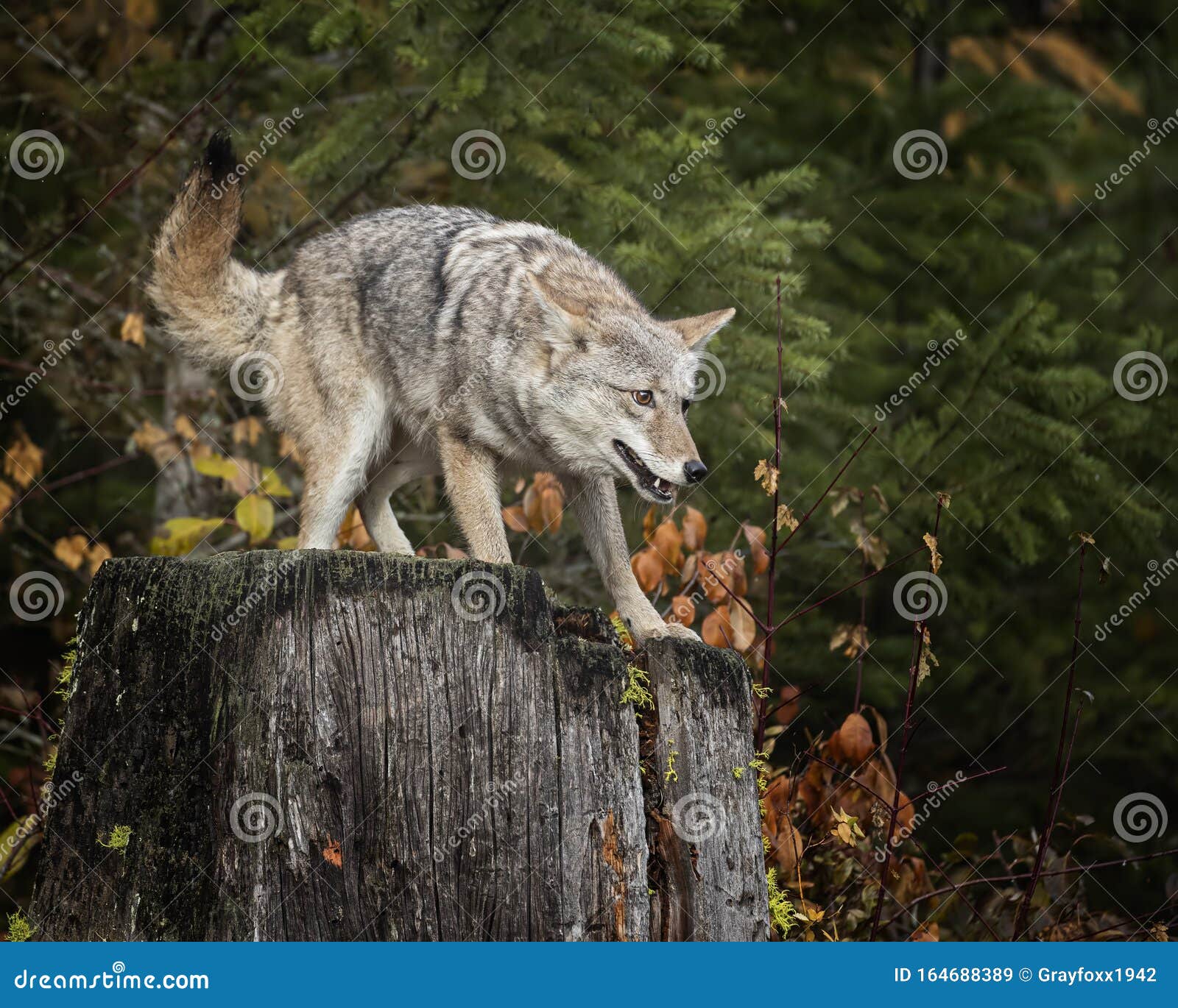 Coyote in Fall Colors in Montana, USA Stock Image - Image of stealthy ...