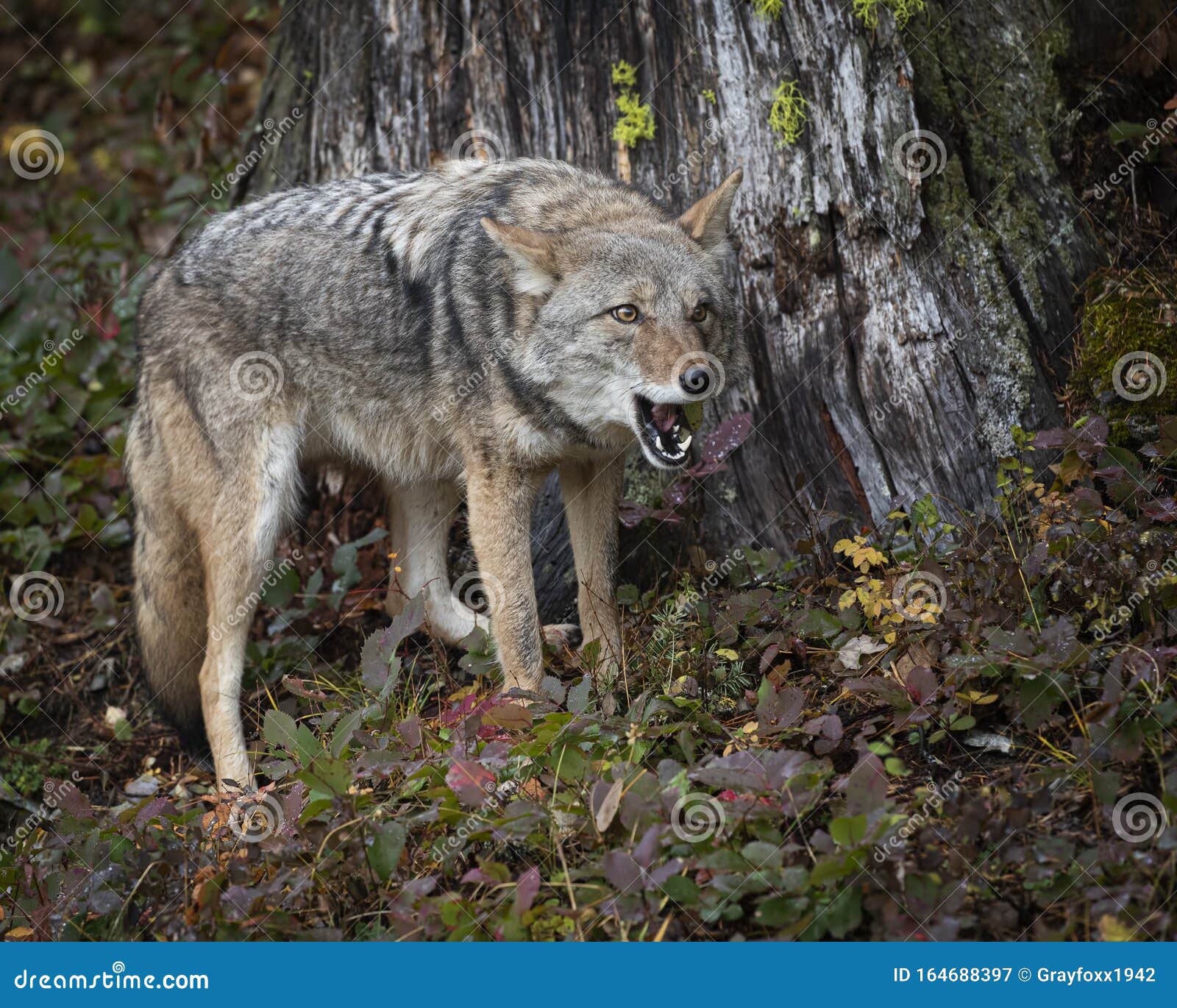 Coyote in Fall Colors in Montana, USA Stock Image - Image of patient ...
