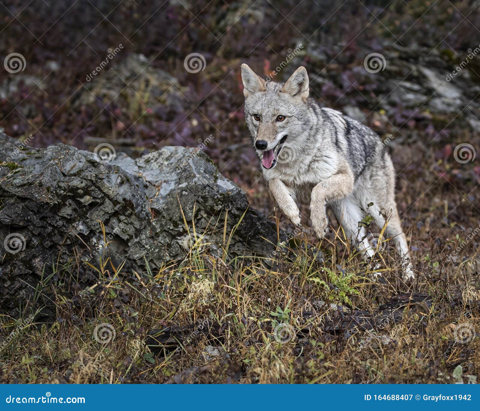Coyote in Fall Colors in Montana, USA Stock Image - Image of mammal ...