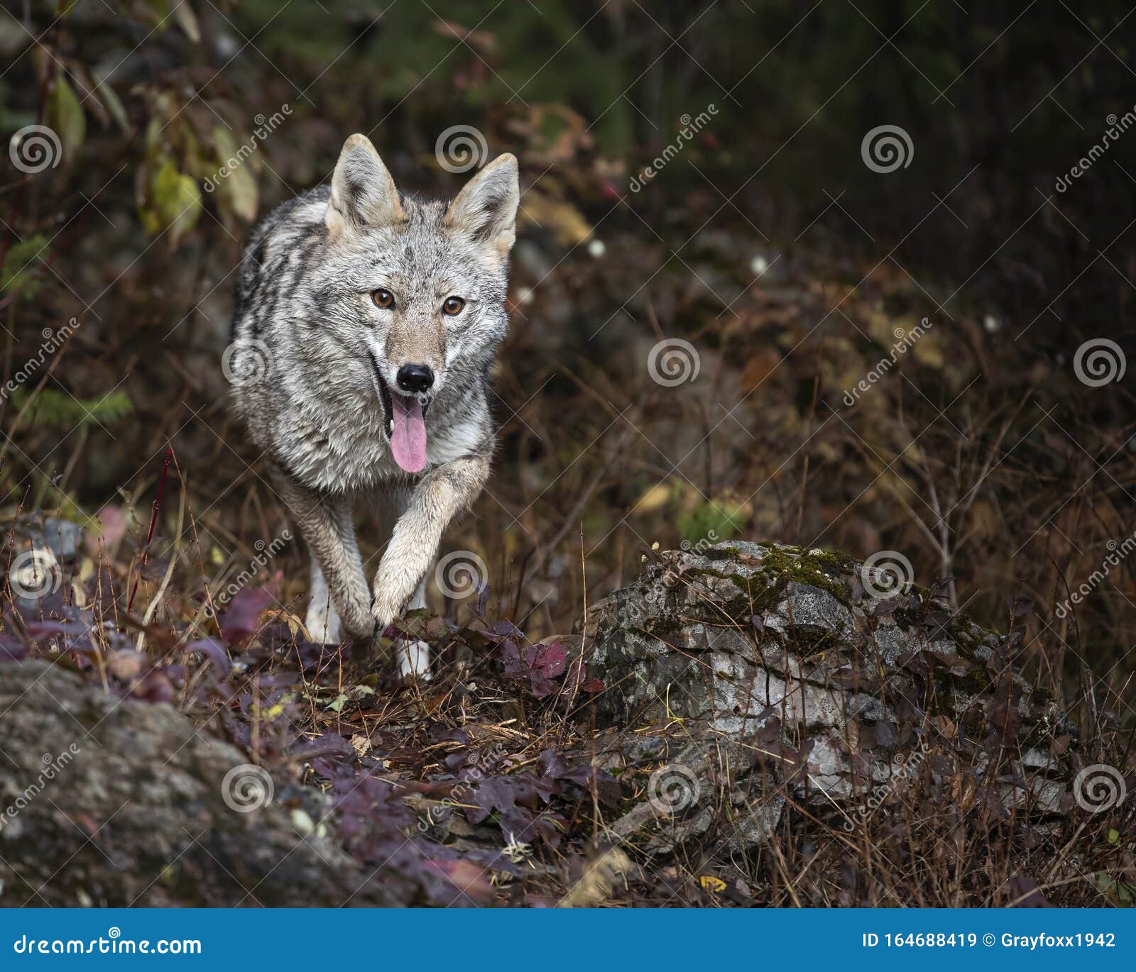 Coyote in Fall Colors in Montana, USA Stock Image - Image of pups ...